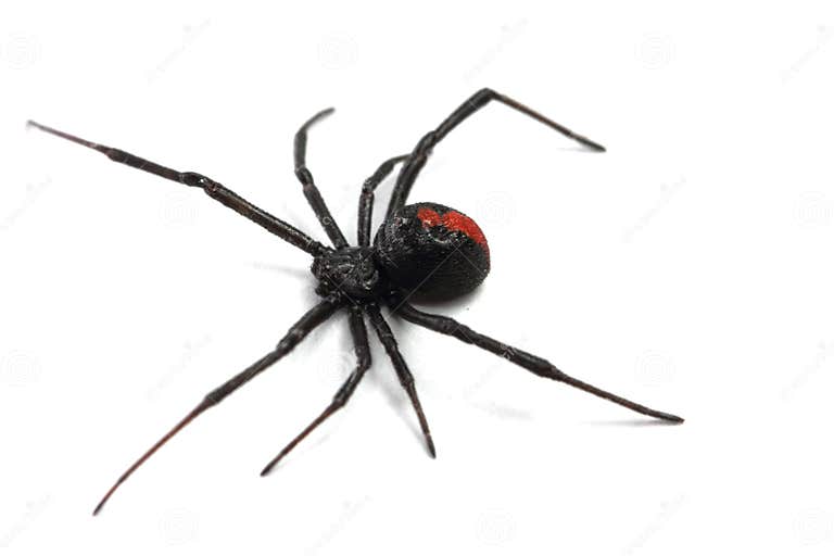 Australian redback spider stock image. Image of arachnid - 41818189