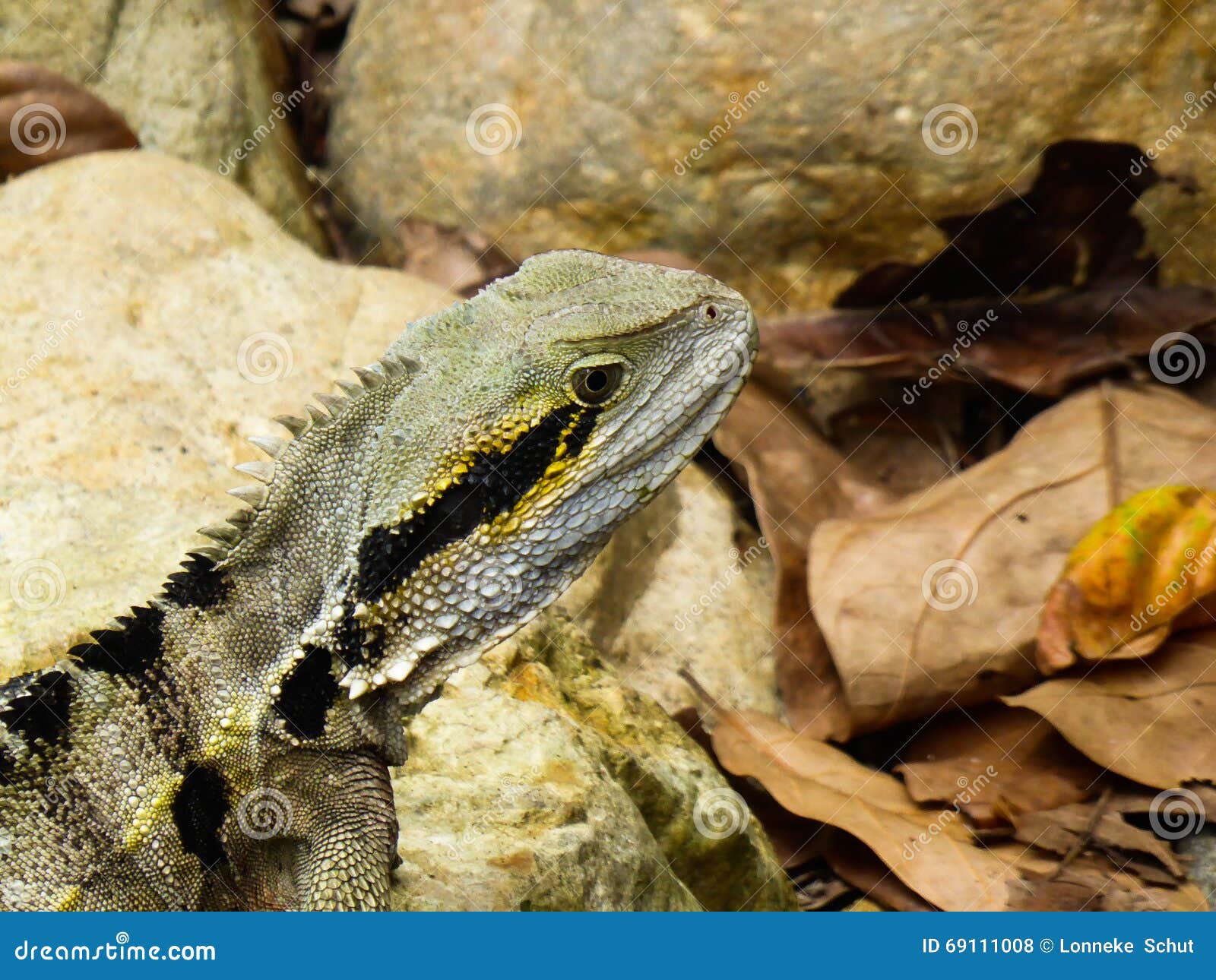 Australian reptile stock photo. Image of reptile, wildlife - 69111008