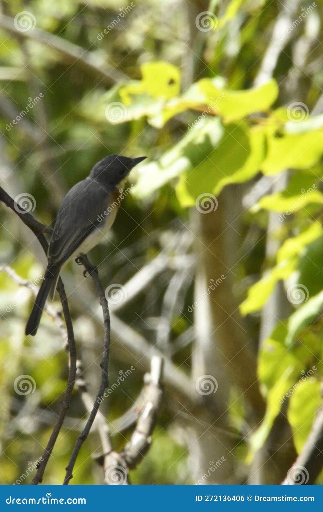 Australian Restless Flycatcher Bird Stock Photo - Image of australian ...