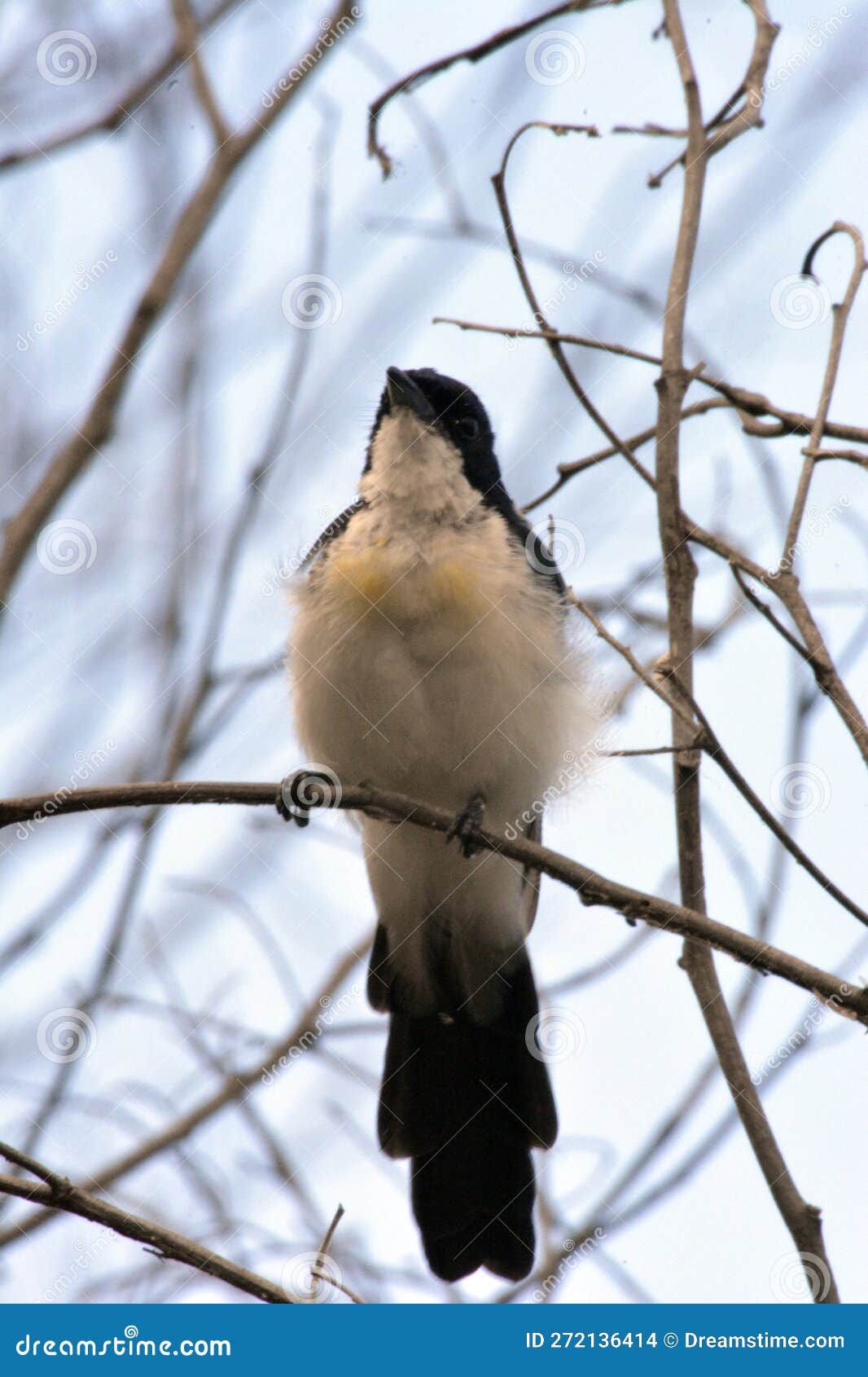 Australian Restless Flycatcher Bird Stock Photo - Image of birds, bush ...