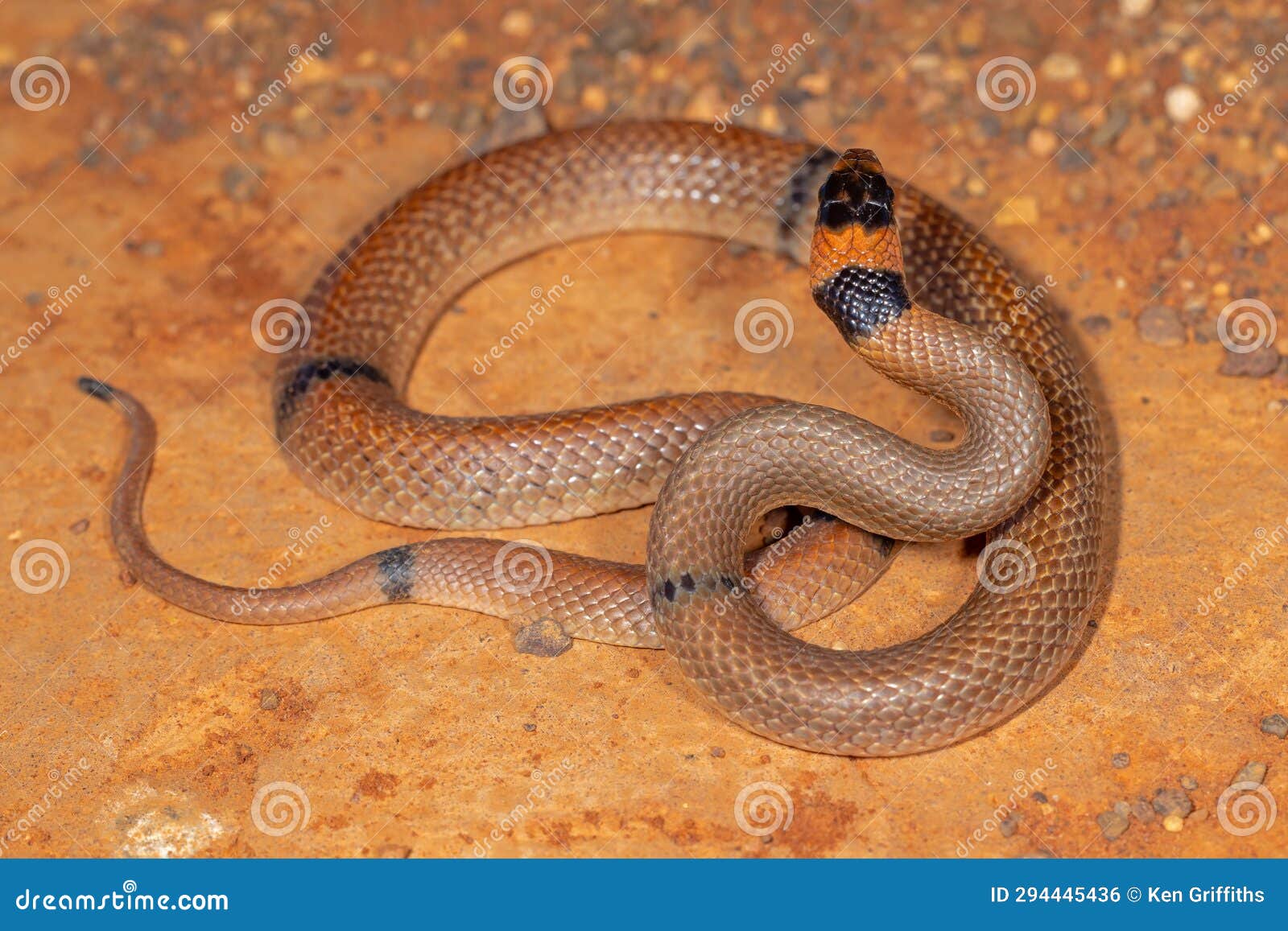 Australian Ringed Brown Snake Stock Photo - Image of pseudonaja ...