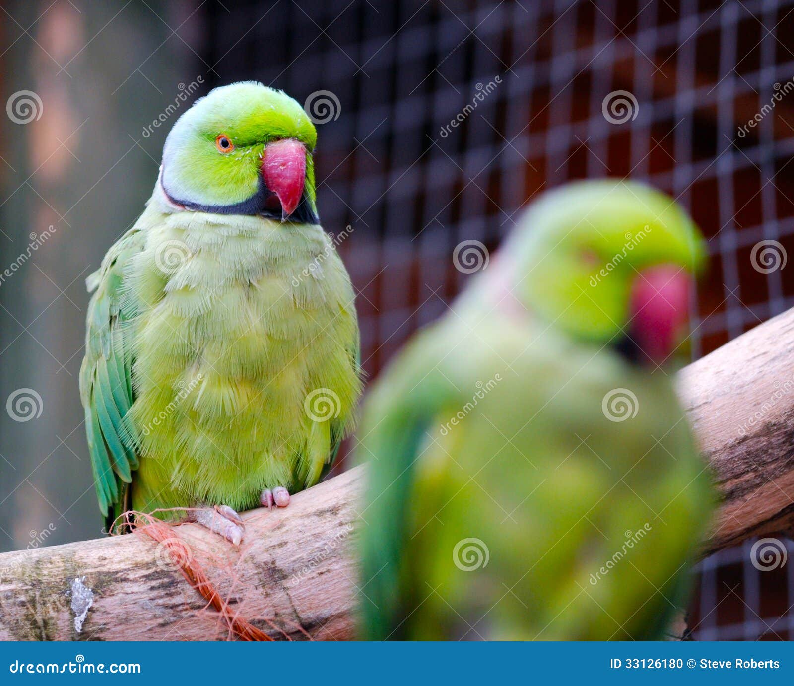 Australian Ringneck Parrots Stock Photo - Image of barnardius, animals ...
