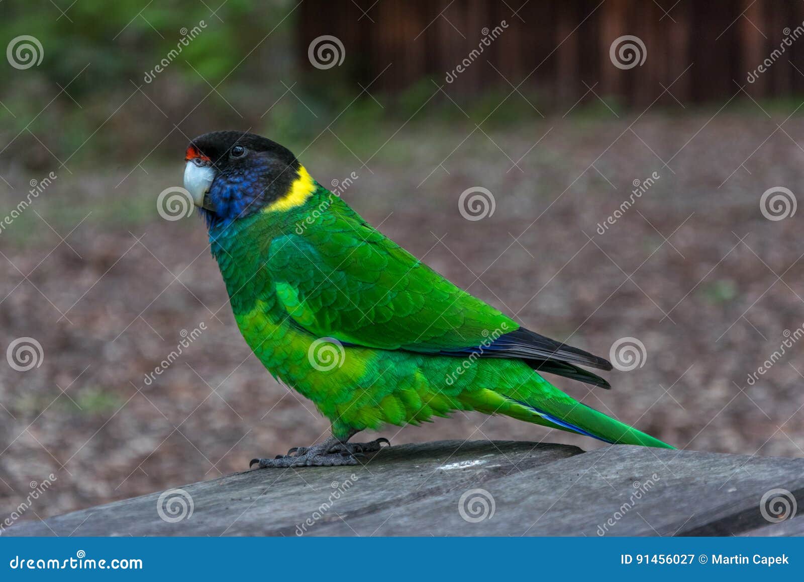 Australian Ringneck stock image. Image of twentyeight - 91456027