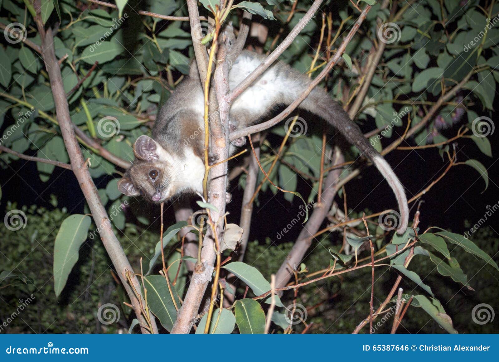 Australian ringtail possum stock photo. Image of marsupial - 65387646
