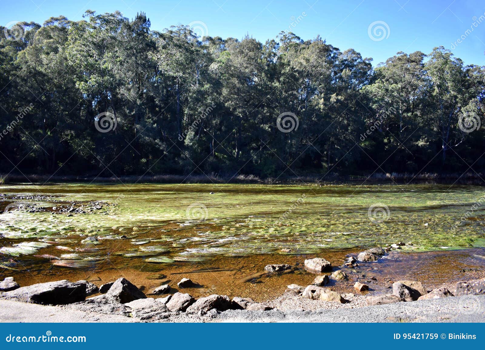 Australian River stock image. Image of environment, creek - 95421759