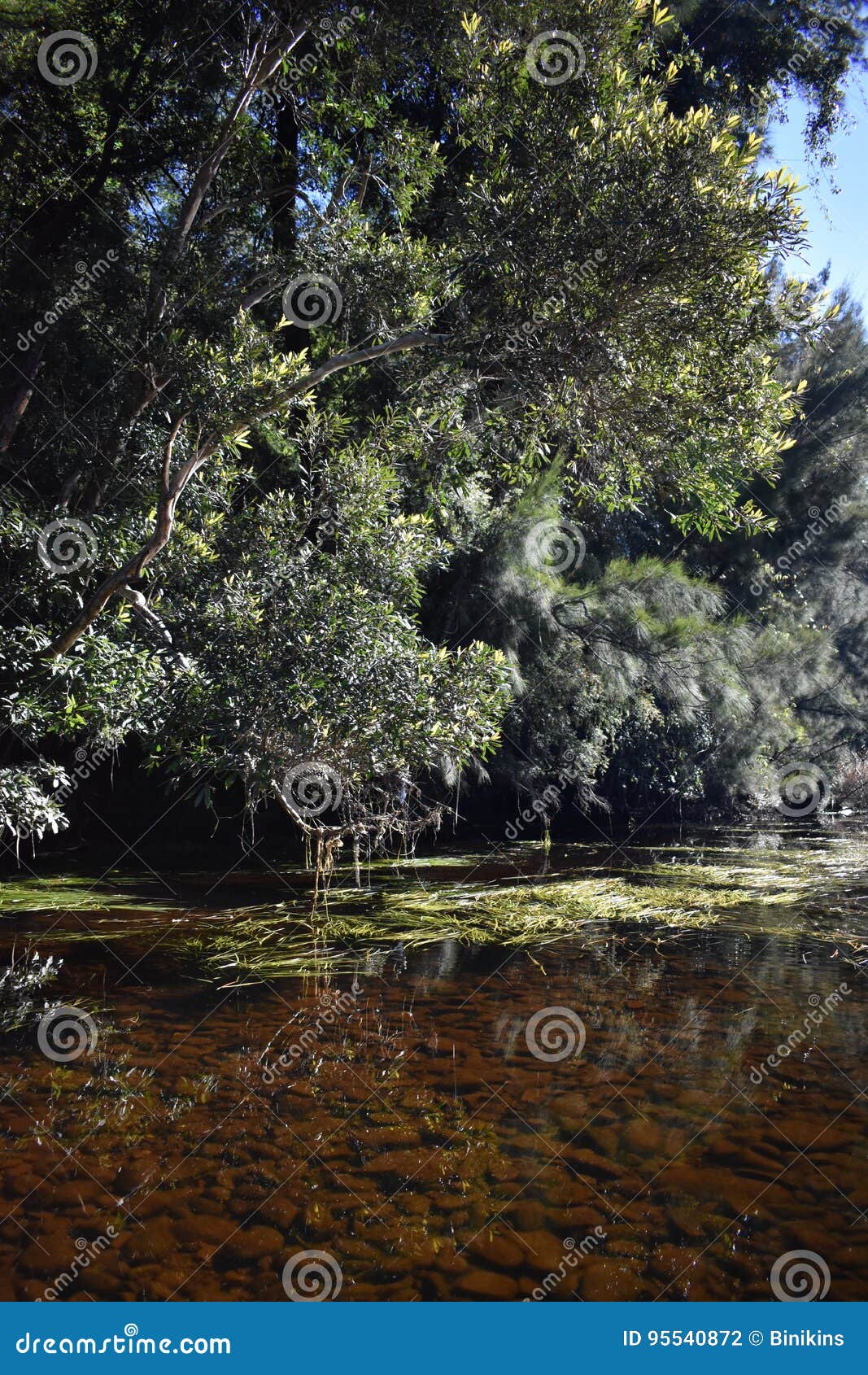 Australian River stock photo. Image of nature, crossing - 95540872