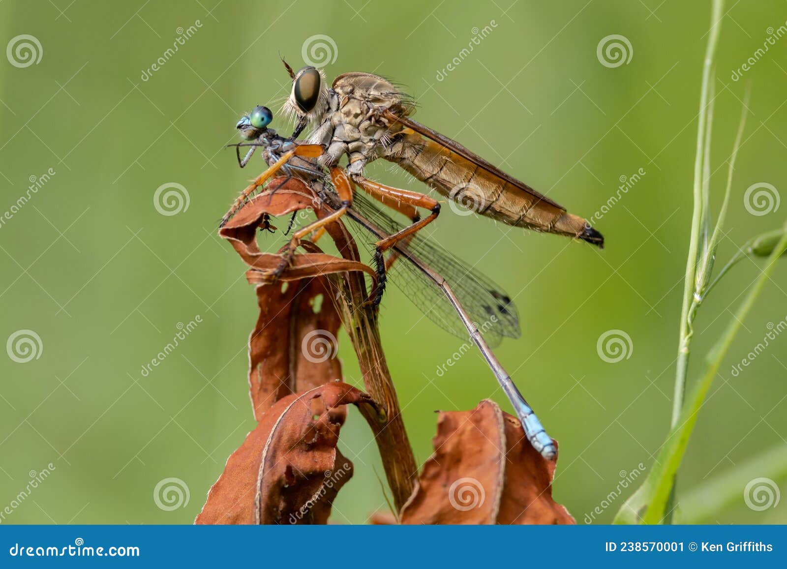 Robber or Assassin Fly stock image. Image of damselfly - 238570001