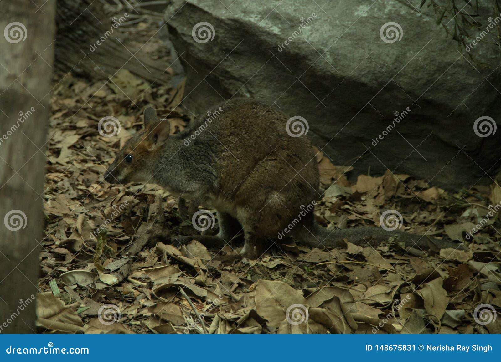 Australian rodent stock image. Image of kangaroo, holiday - 148675831