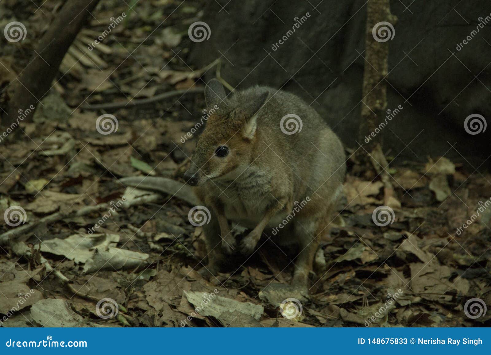 Australian rodent stock image. Image of nature, cute - 148675833