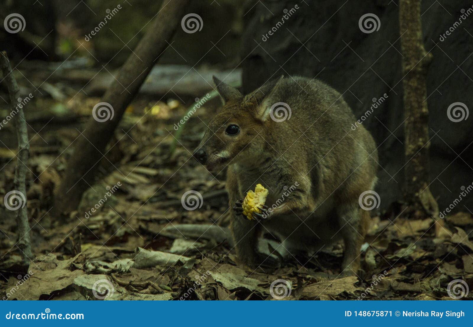 Australian rodent stock image. Image of beautiful, animals - 148675871