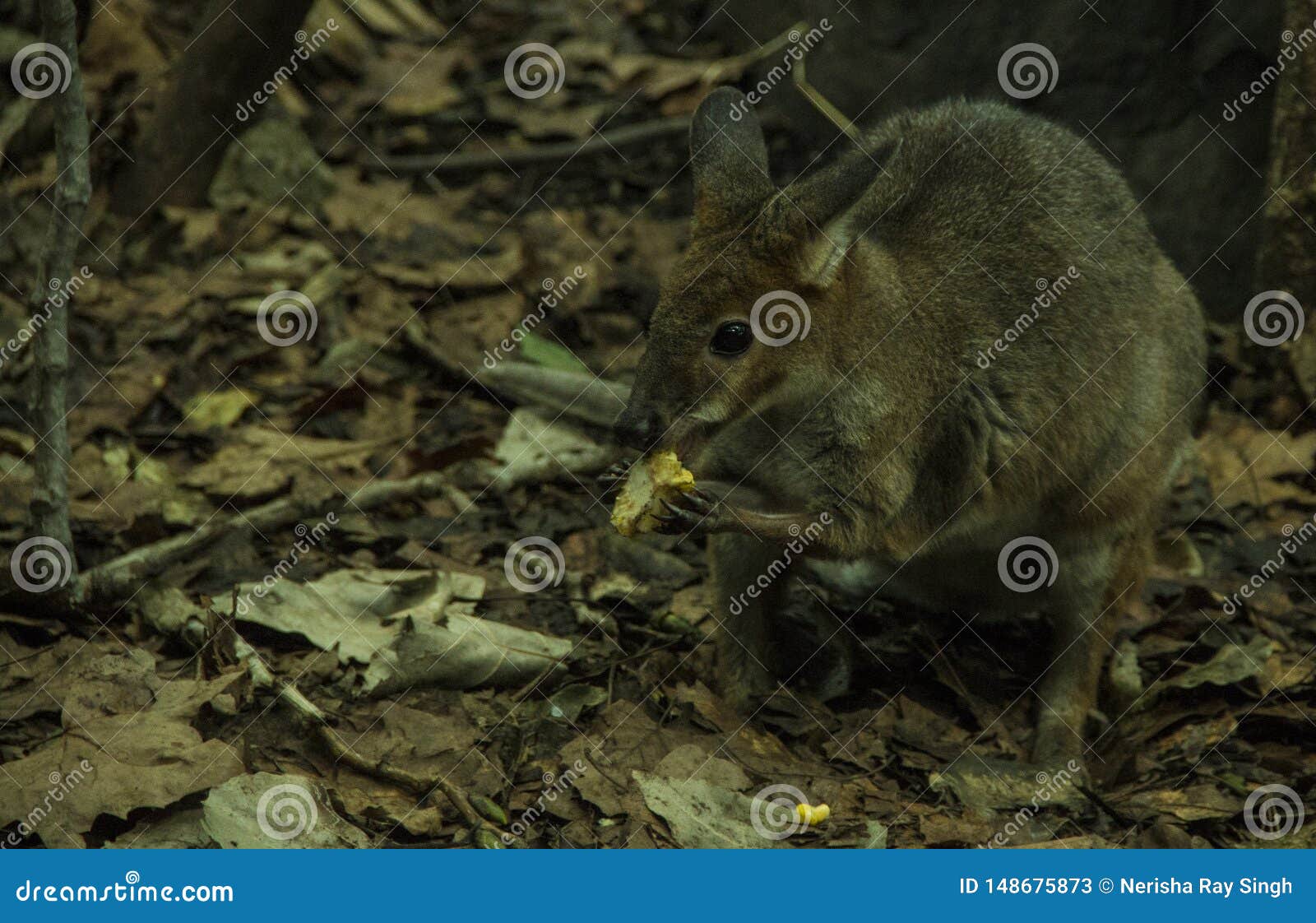 Australian rodent stock image. Image of environment - 148675873
