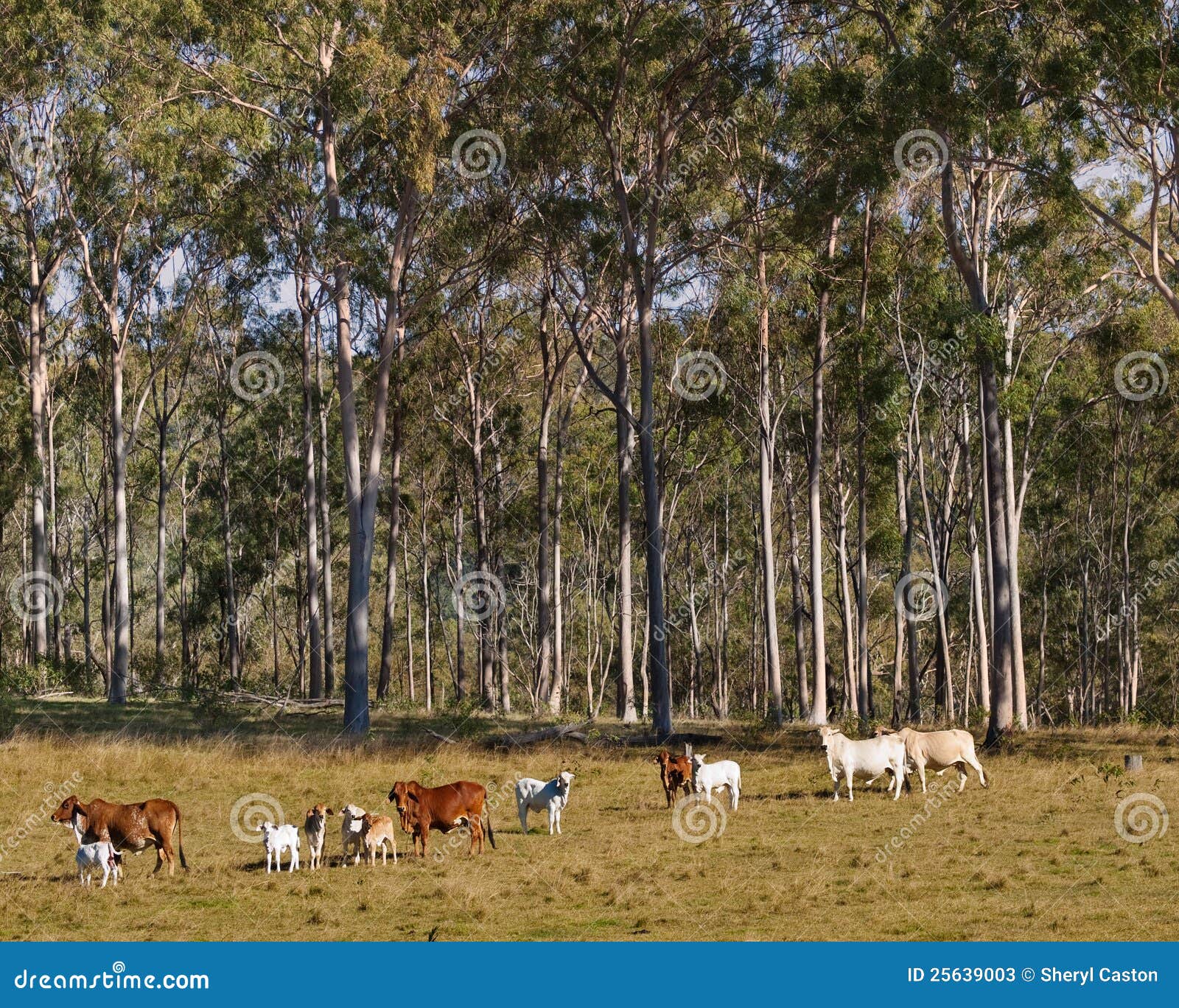 Australian Rural Scene Gum Trees and Cows Stock Image - Image of ...