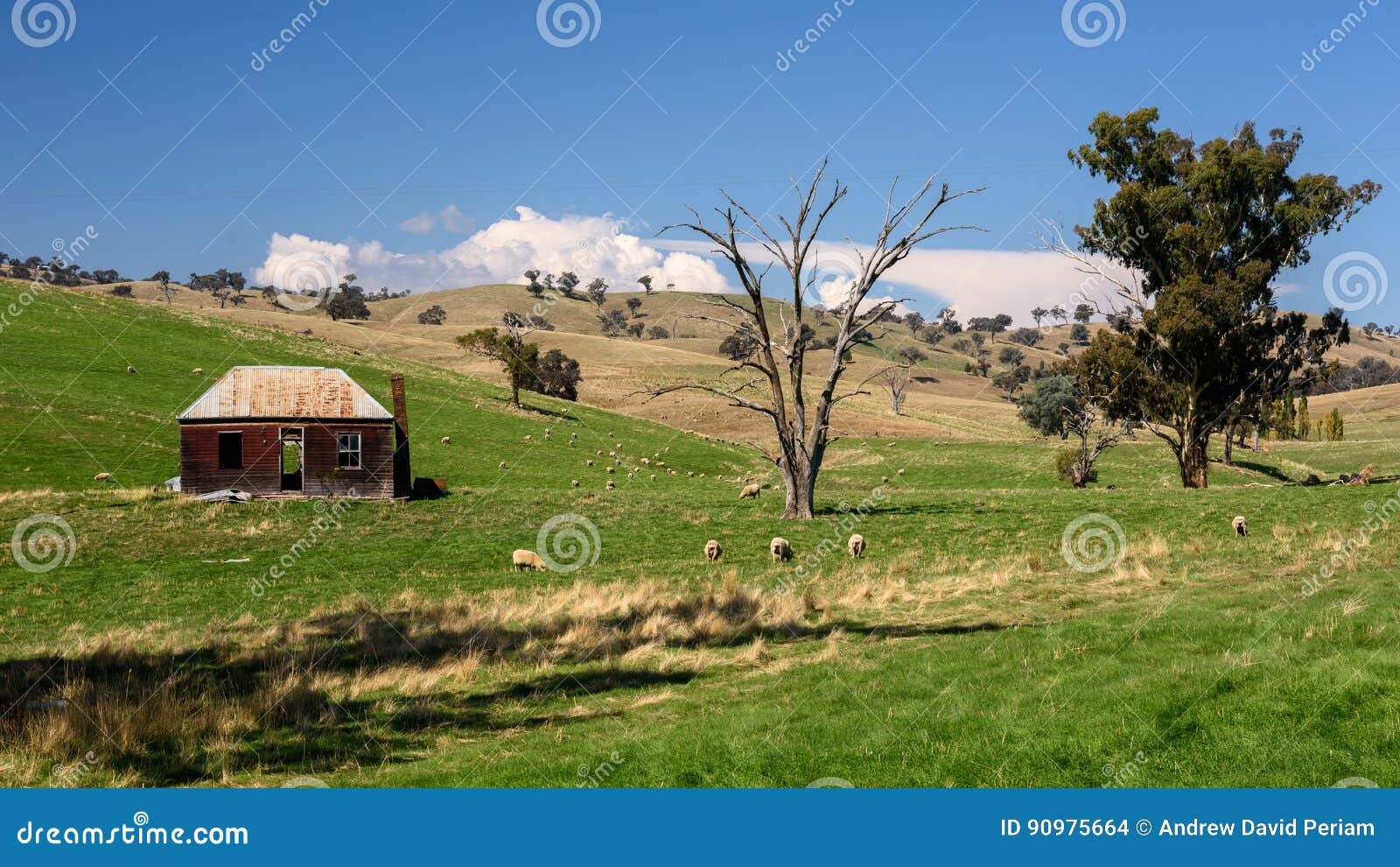 Australian Rural Scene Gum Trees And Cows Stock Image | CartoonDealer ...