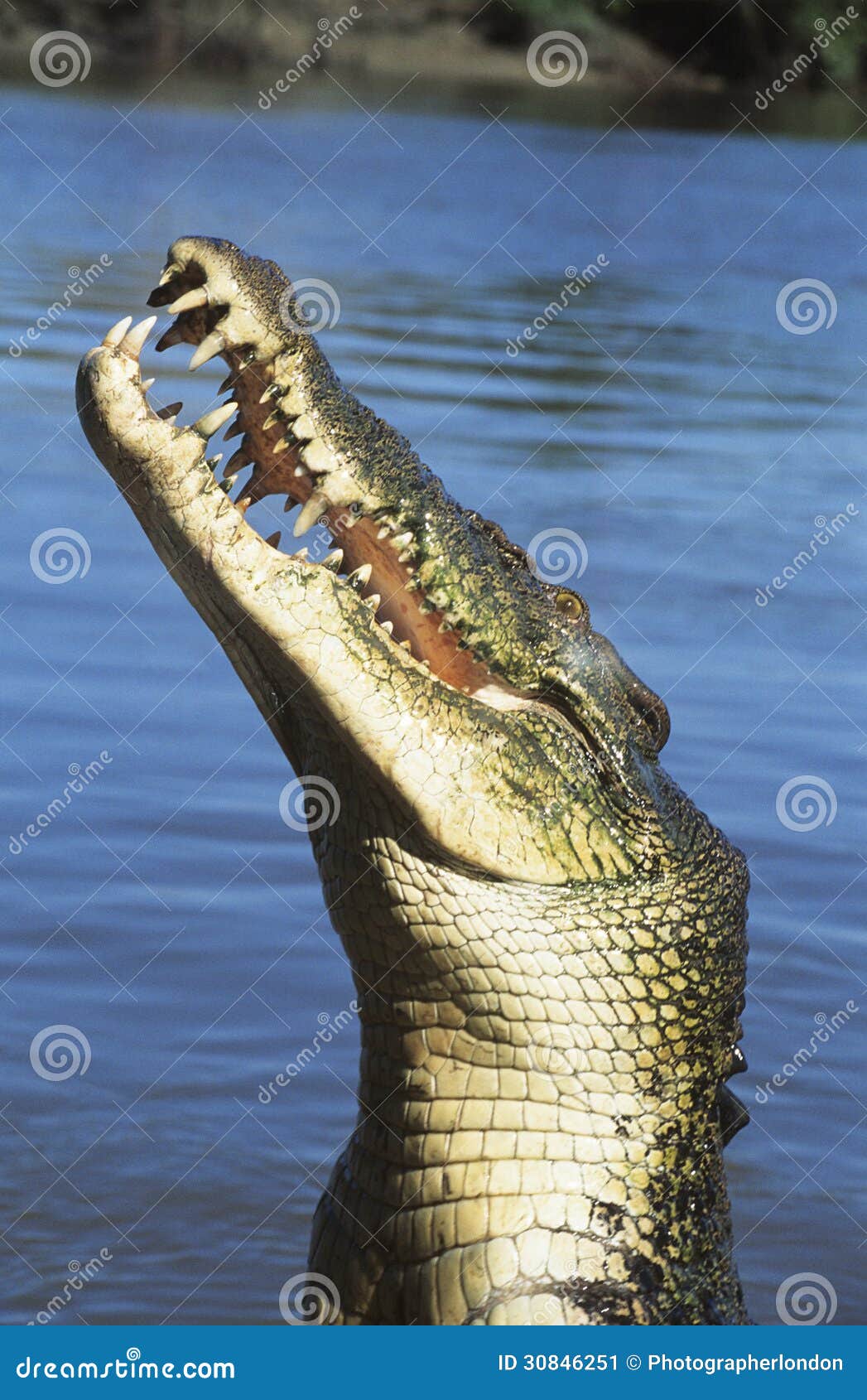 Australian Saltwater Crocodile In The Adelaide River Stock Image ...