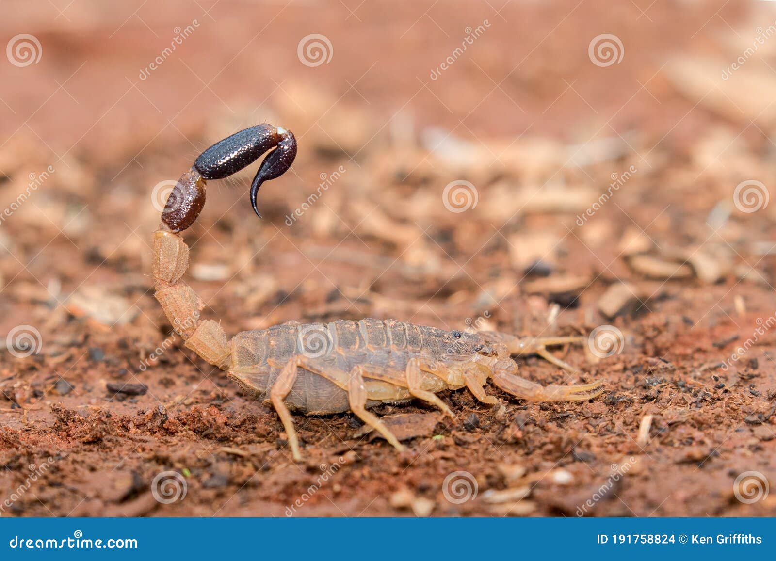 Australian Scorpion stock photo. Image of australian - 191758824