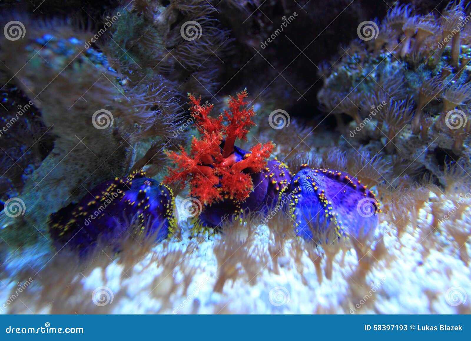 Australian Sea Apple stock image. Image of ocean, australian - 58397193