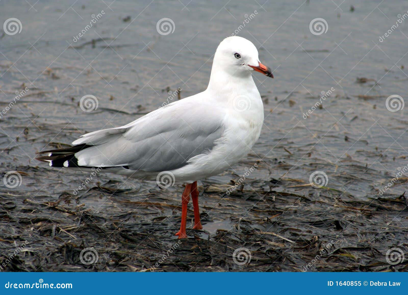 Australian Sea Gull in Water Stock Image - Image of bird, gull: 1640855