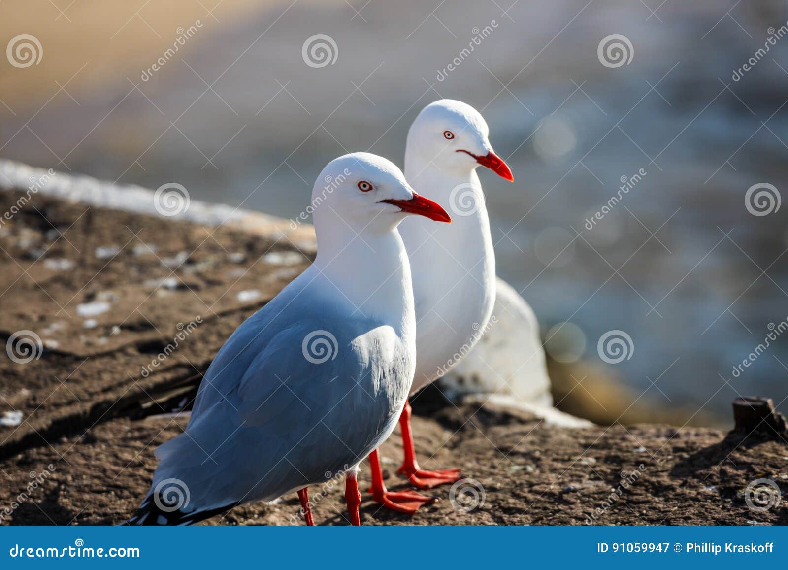 Australian Sea-gulls stock image. Image of fearless, bird - 91059947