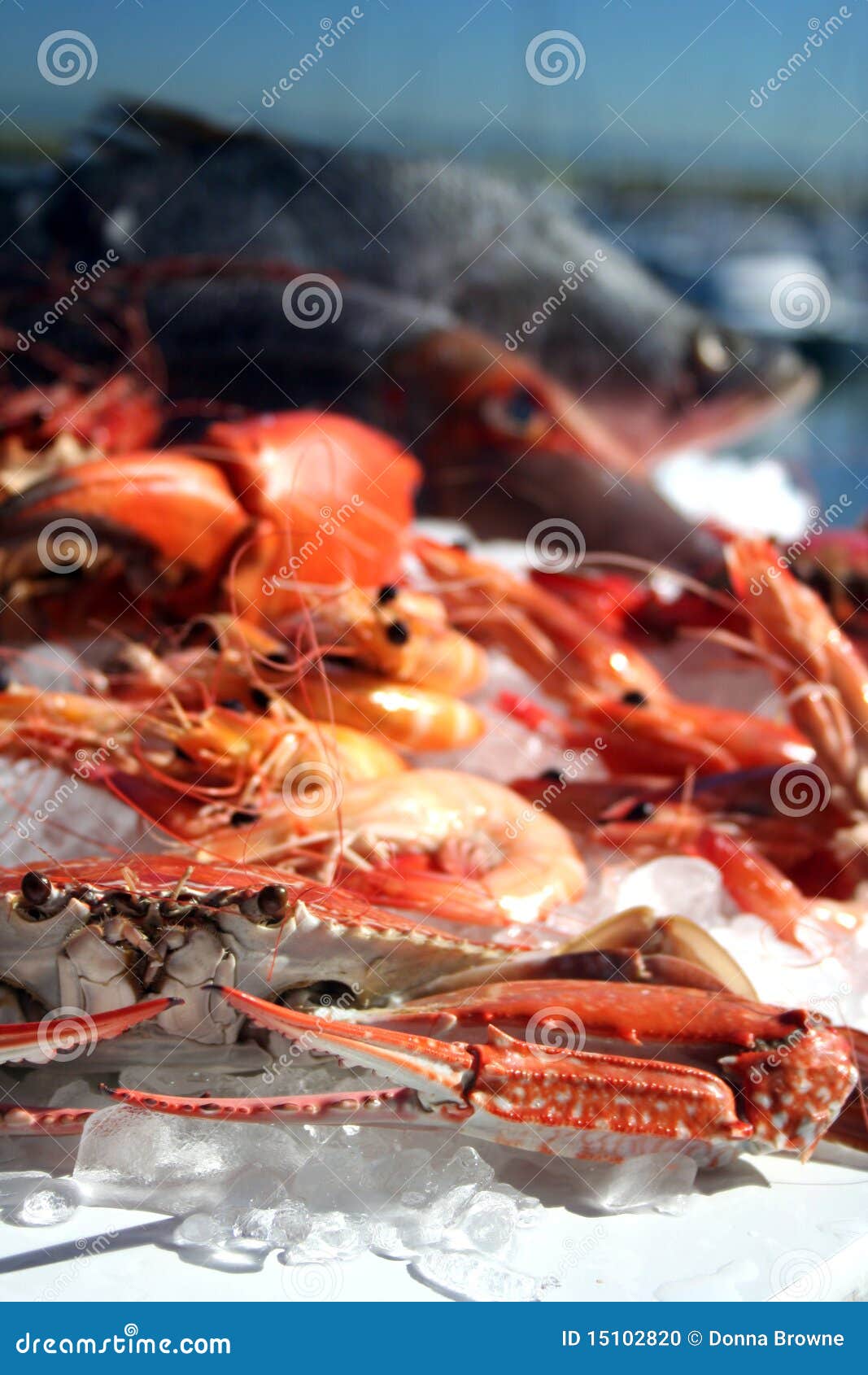 Australian Barramundi Also Known As Lates Calcarifer Royalty-Free Stock ...