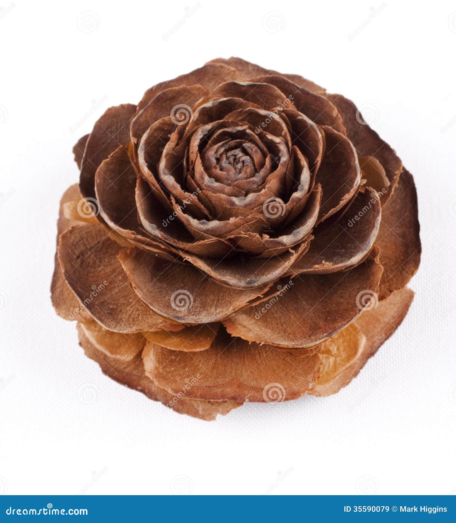 Australian seed pod stock image. Image of tree, isolated - 35590079