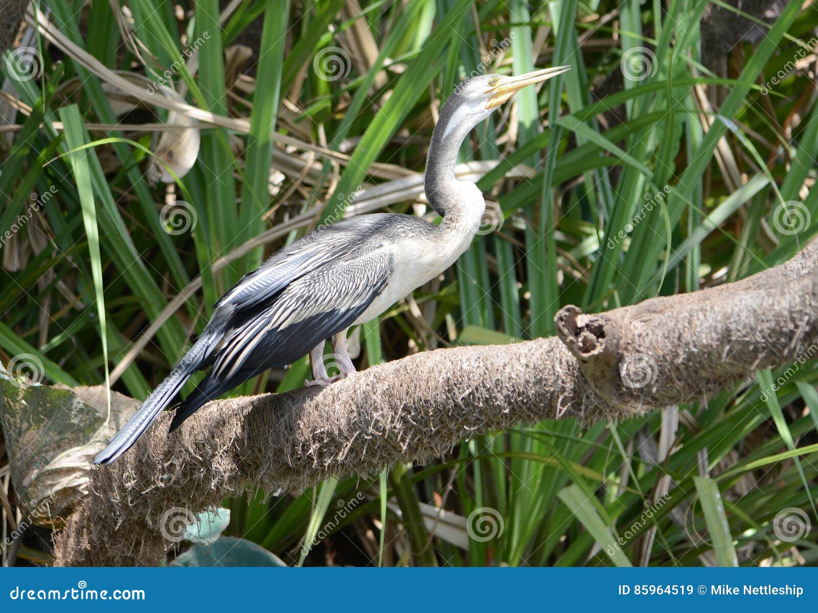 Australian Shag or Cormorant. Stock Image - Image of neck, birds: 85964519
