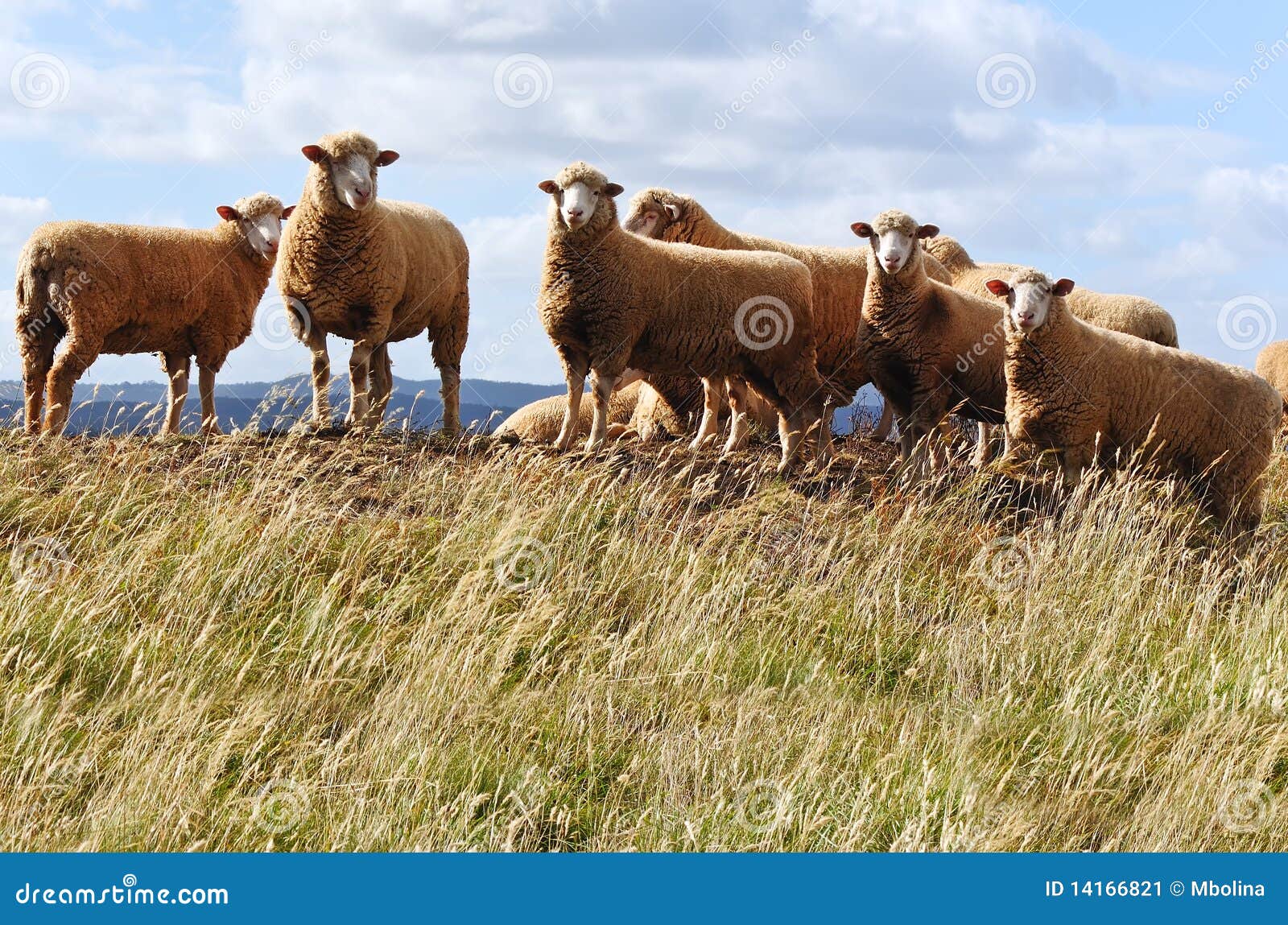 Australian sheep stock image. Image of grazing, lamb - 14166821