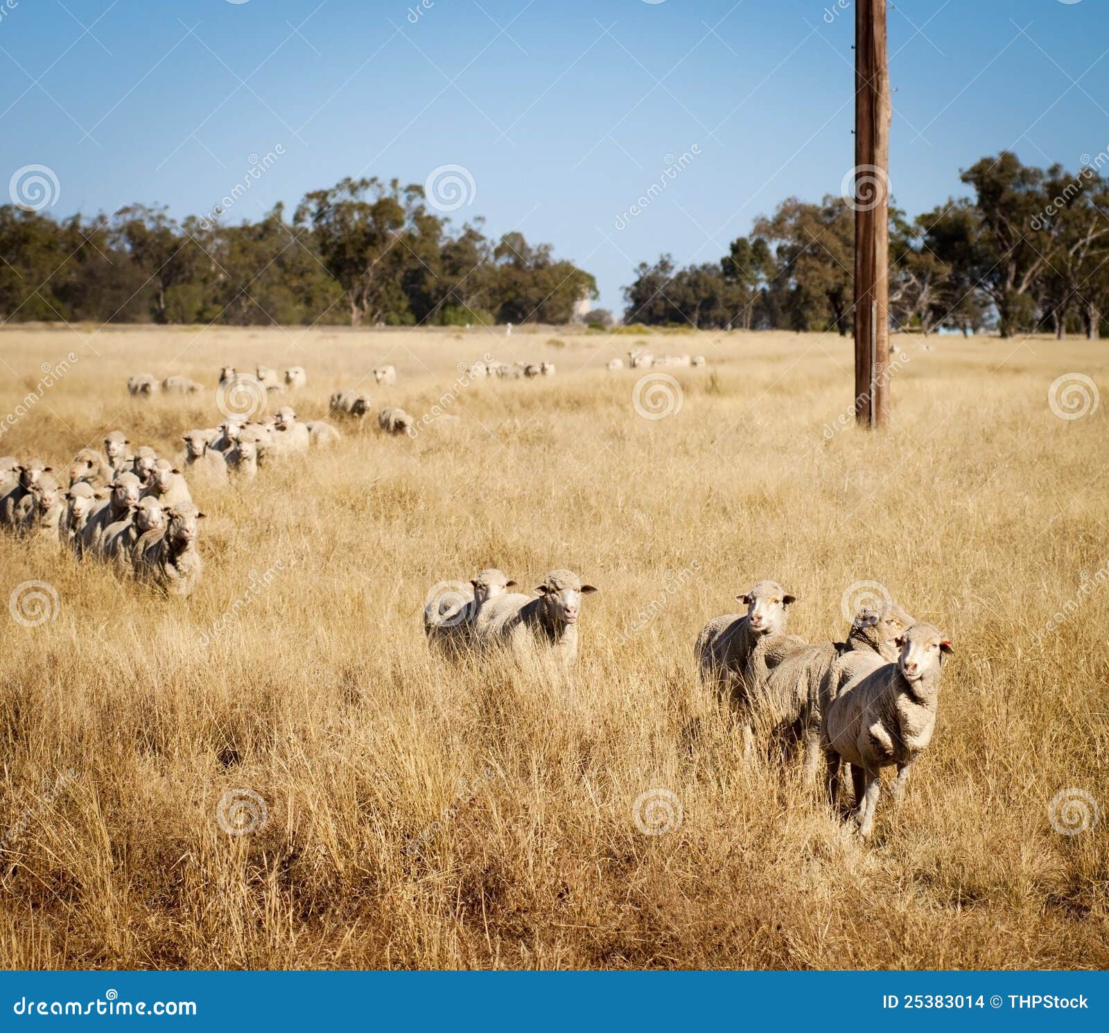 Australian Sheep stock photo. Image of summer, fleece - 25383014
