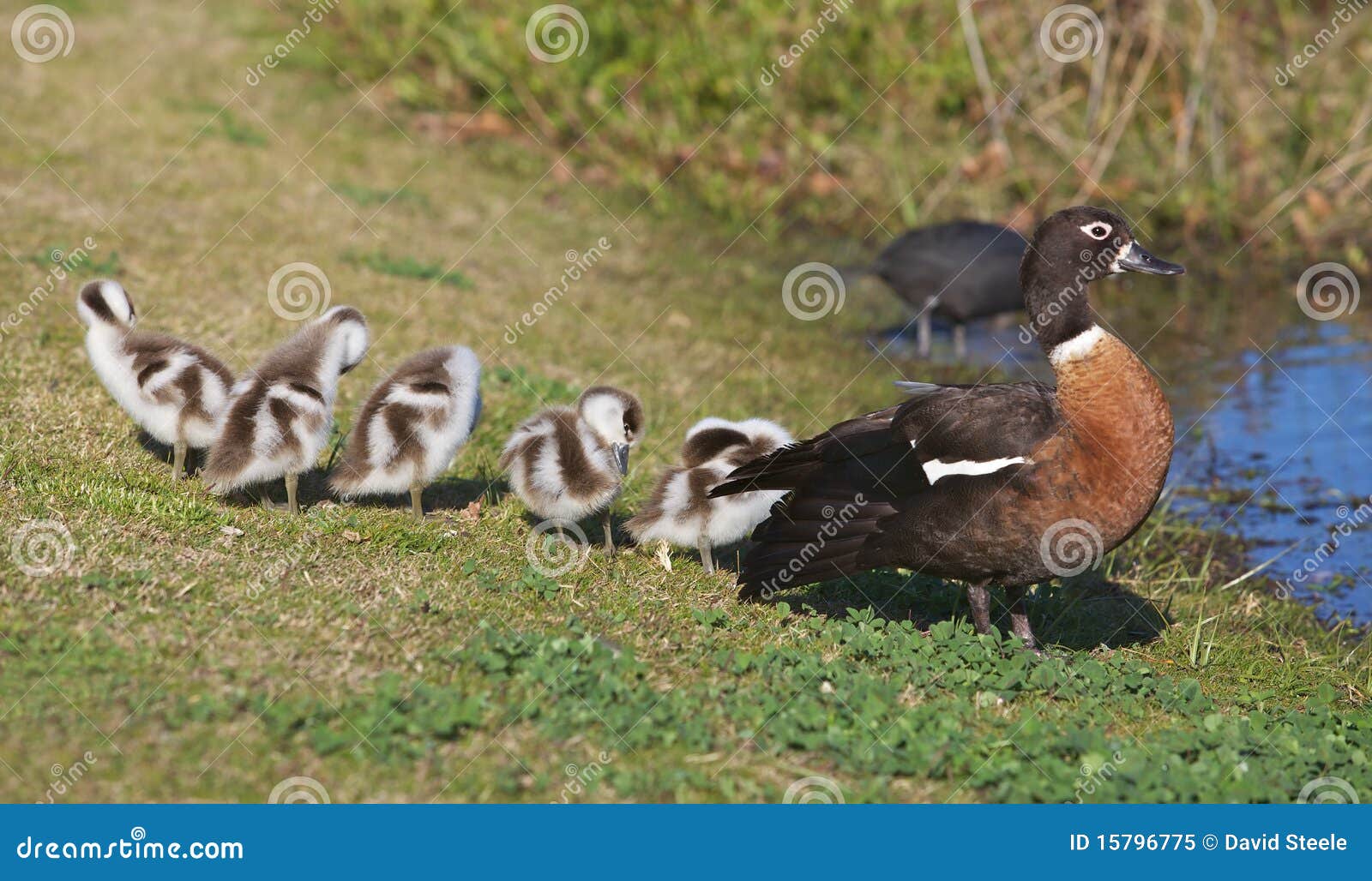 Australian Shelduck stock image. Image of wildlife, fluffy - 15796775