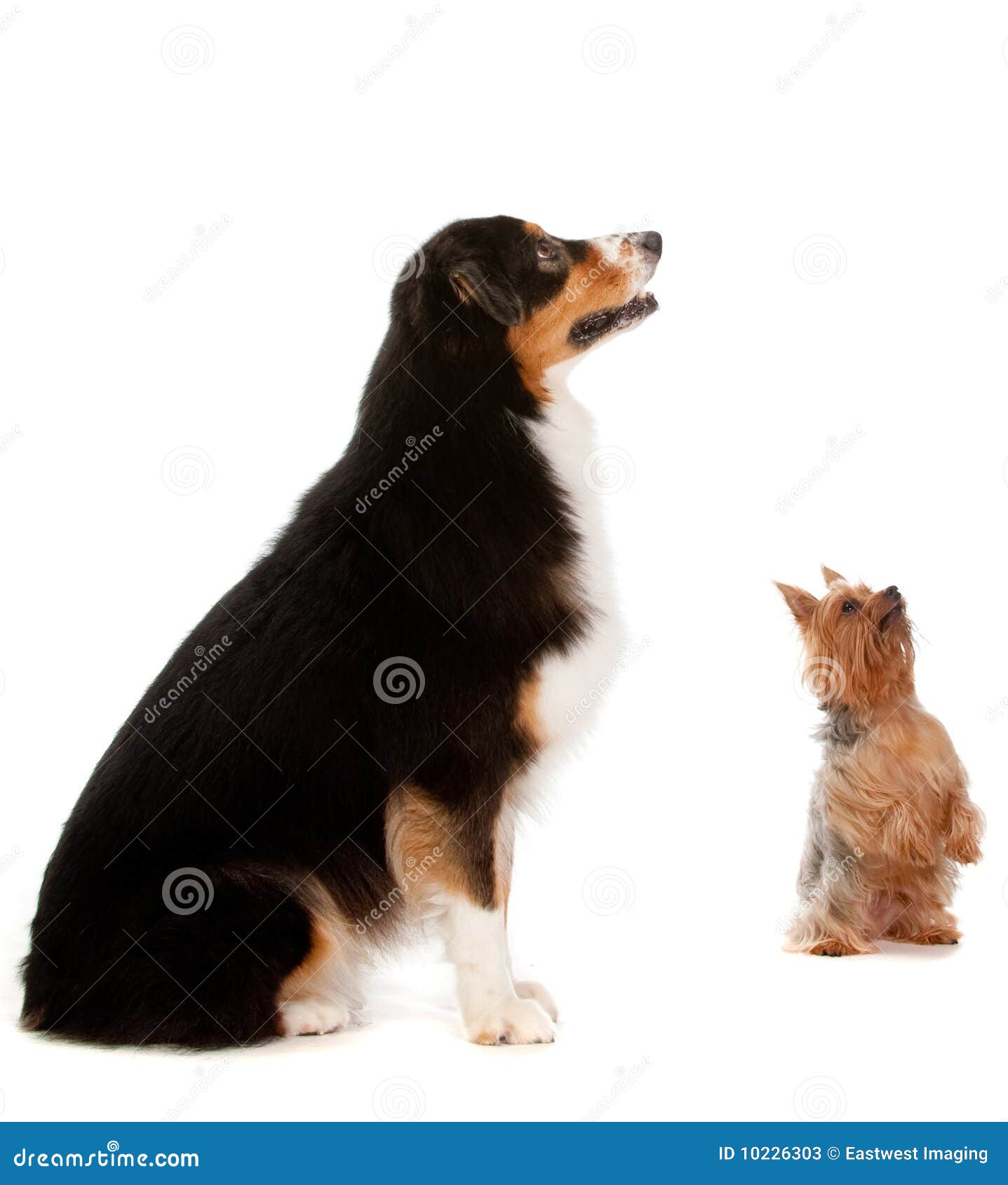 Australian Shepard and Silky Terrier Stock Image - Image of mammal ...