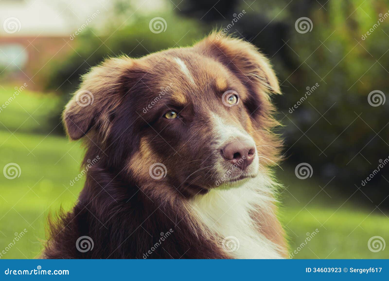 Australian Sheperd Under 3 Cime Di Lavaredo Stock Image | CartoonDealer ...