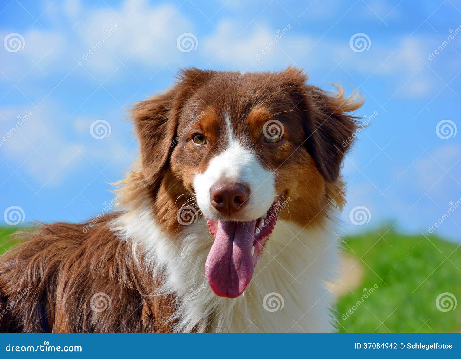 250 Australian Sheperd Photos - Free & Royalty-Free Stock Photos from ...
