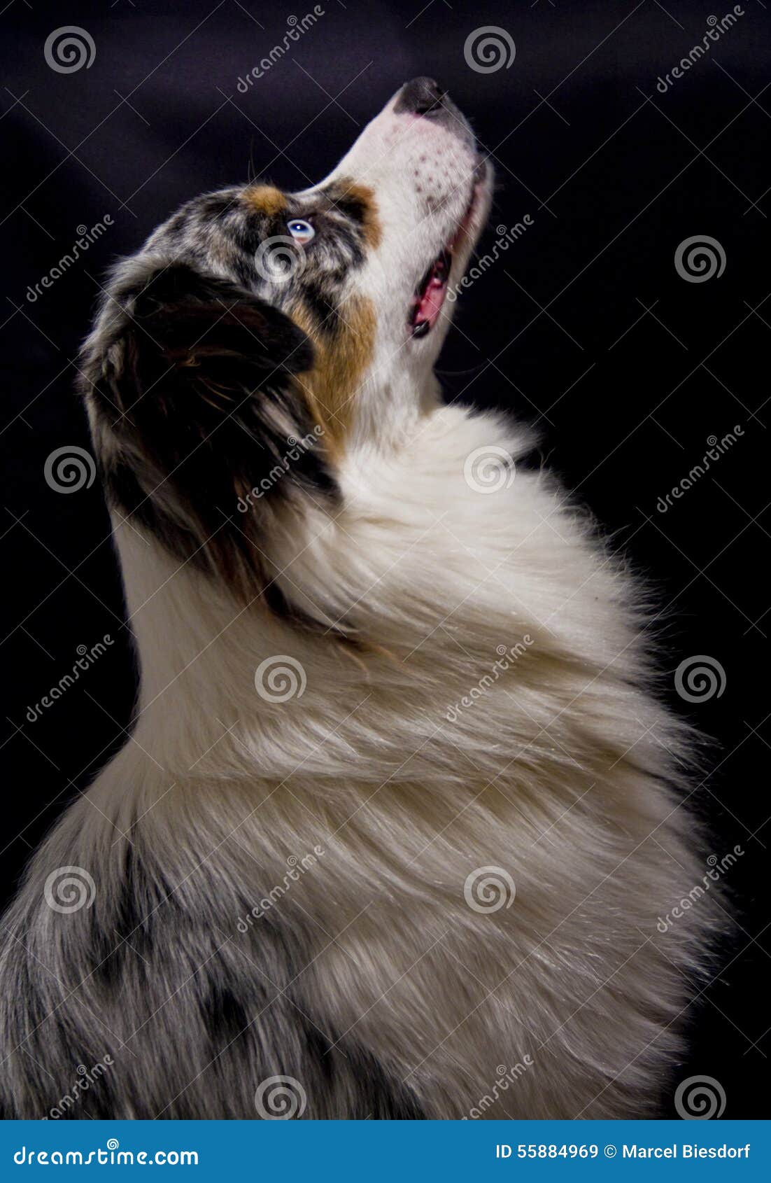Australian Sheperd Under 3 Cime Di Lavaredo Stock Image | CartoonDealer ...