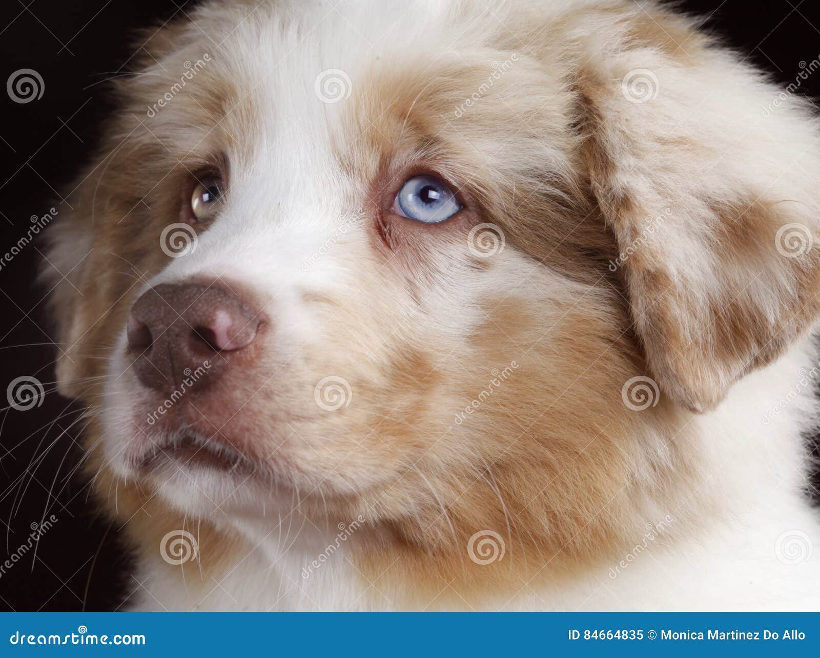 Australian sheperd face stock image. Image of black, australian - 84664835