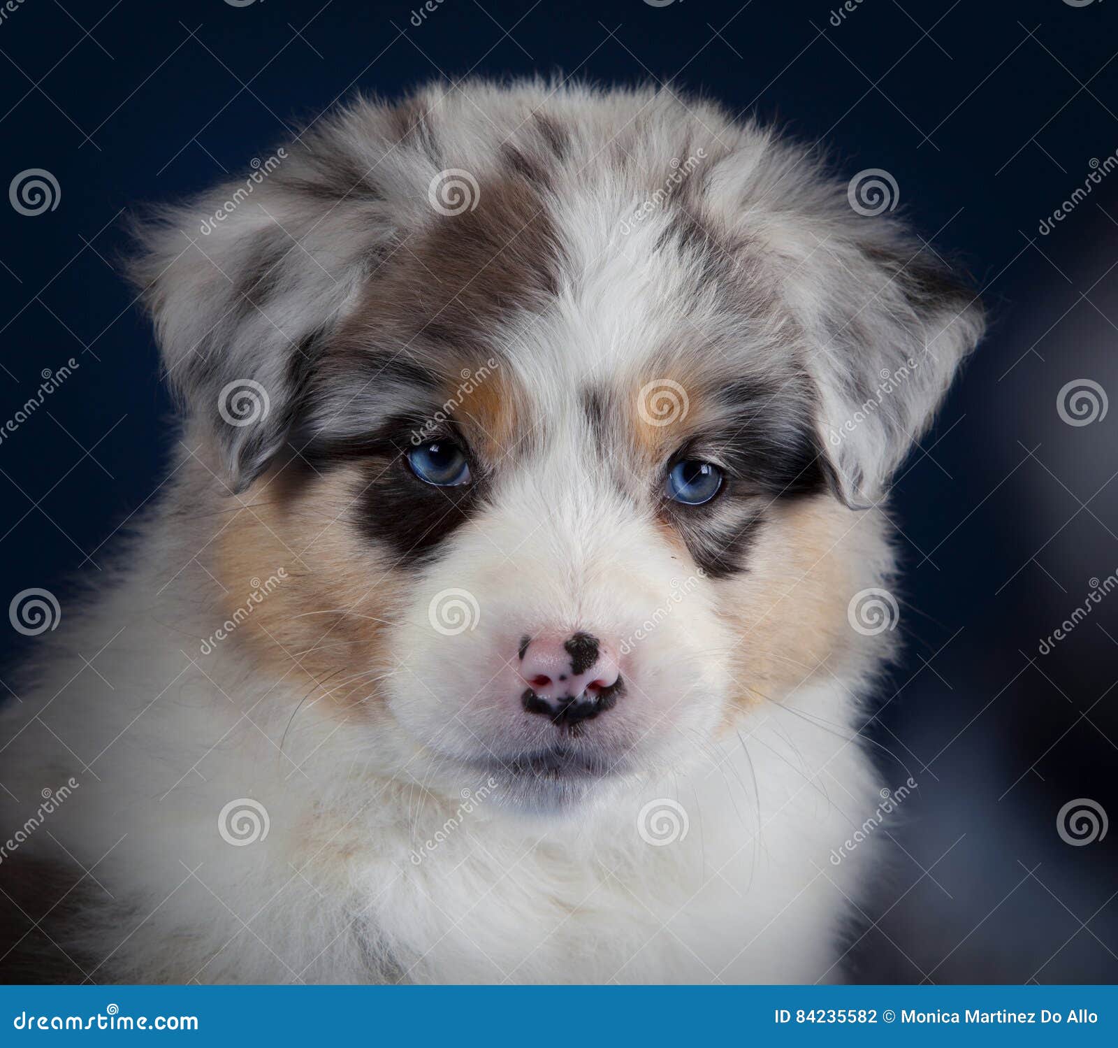 Australian Sheperd Under 3 Cime Di Lavaredo Stock Image | CartoonDealer ...