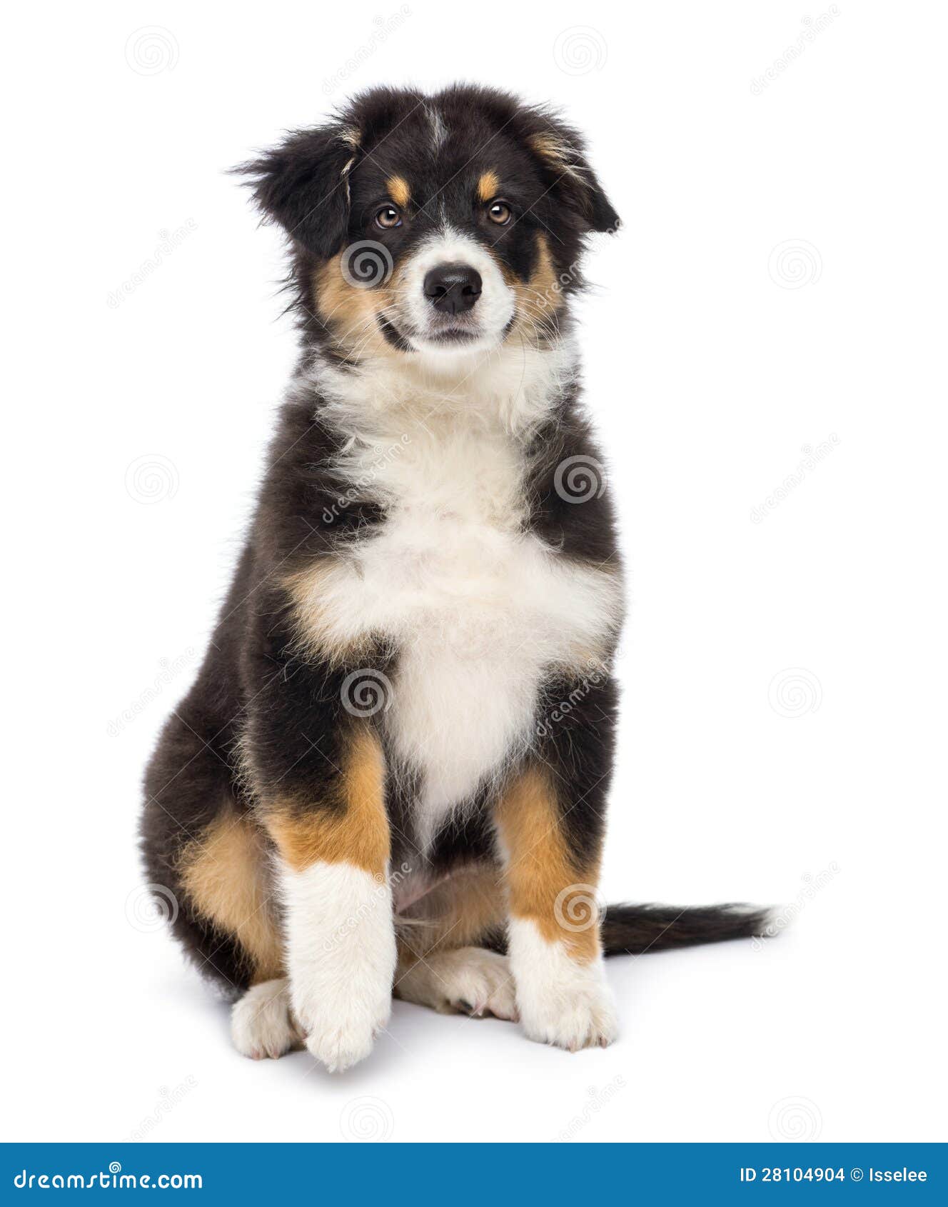 Australian Shepherd 3 Months Old Sitting Photos - Free & Royalty-Free ...