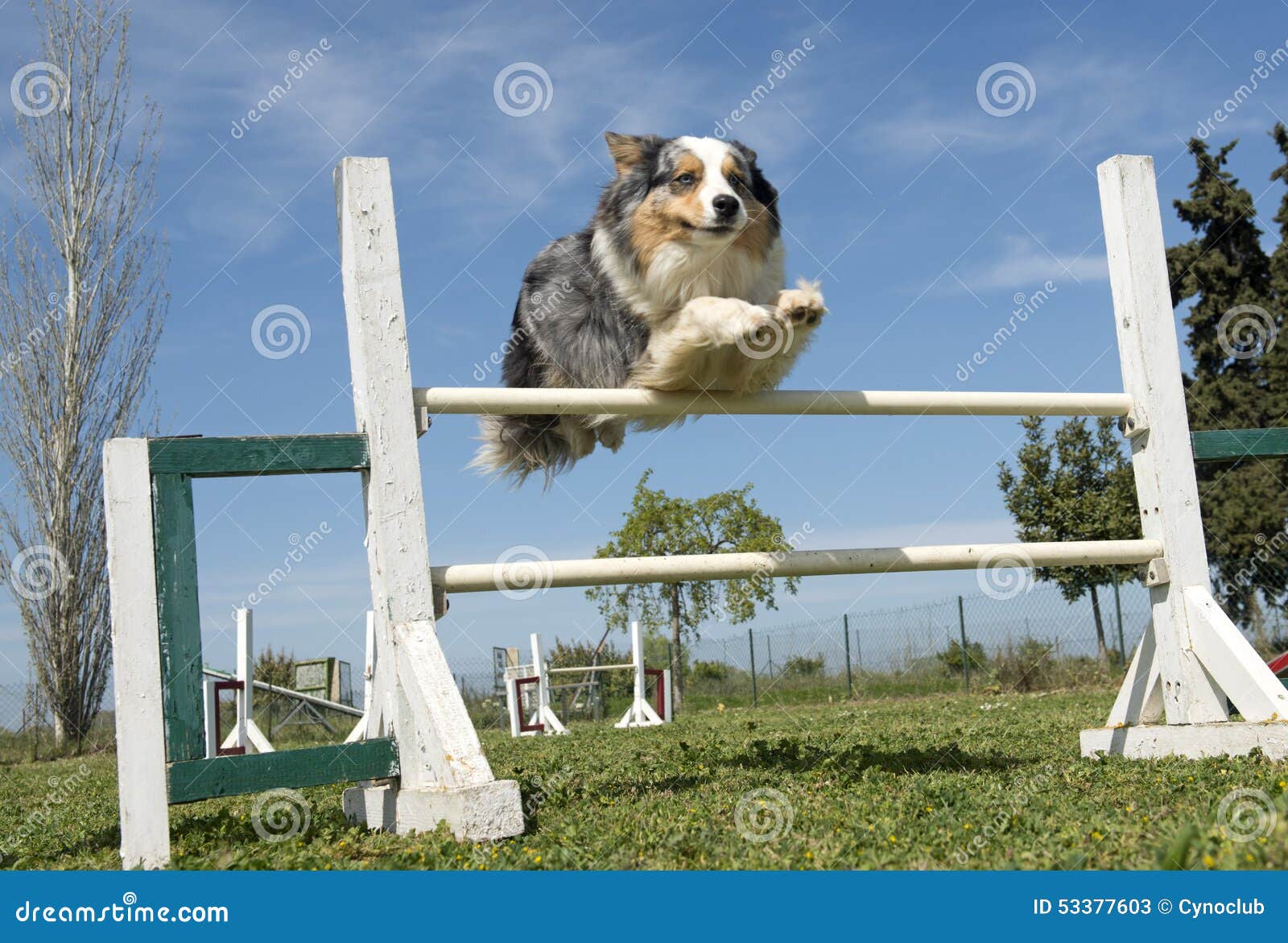 Australian Shepherd in Agility Stock Image - Image of sport, activity ...