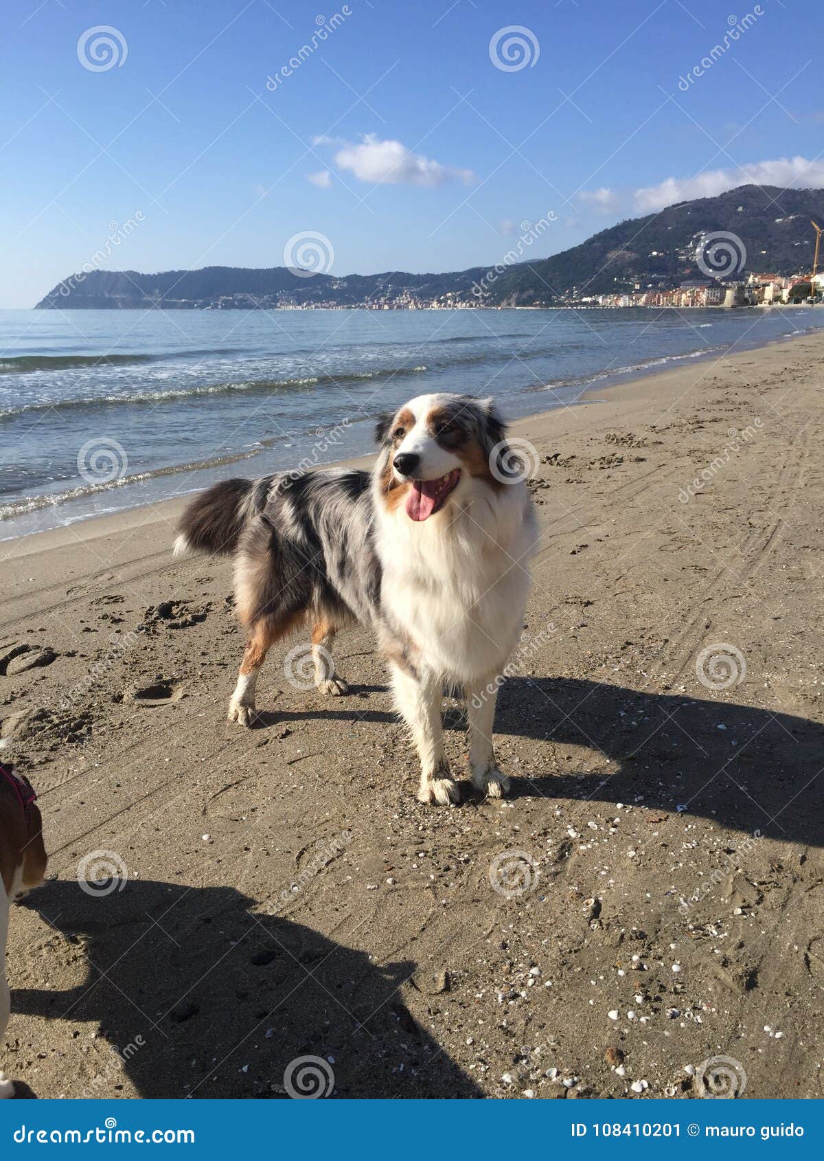 Australian shepherd stock image. Image of australian - 108410201