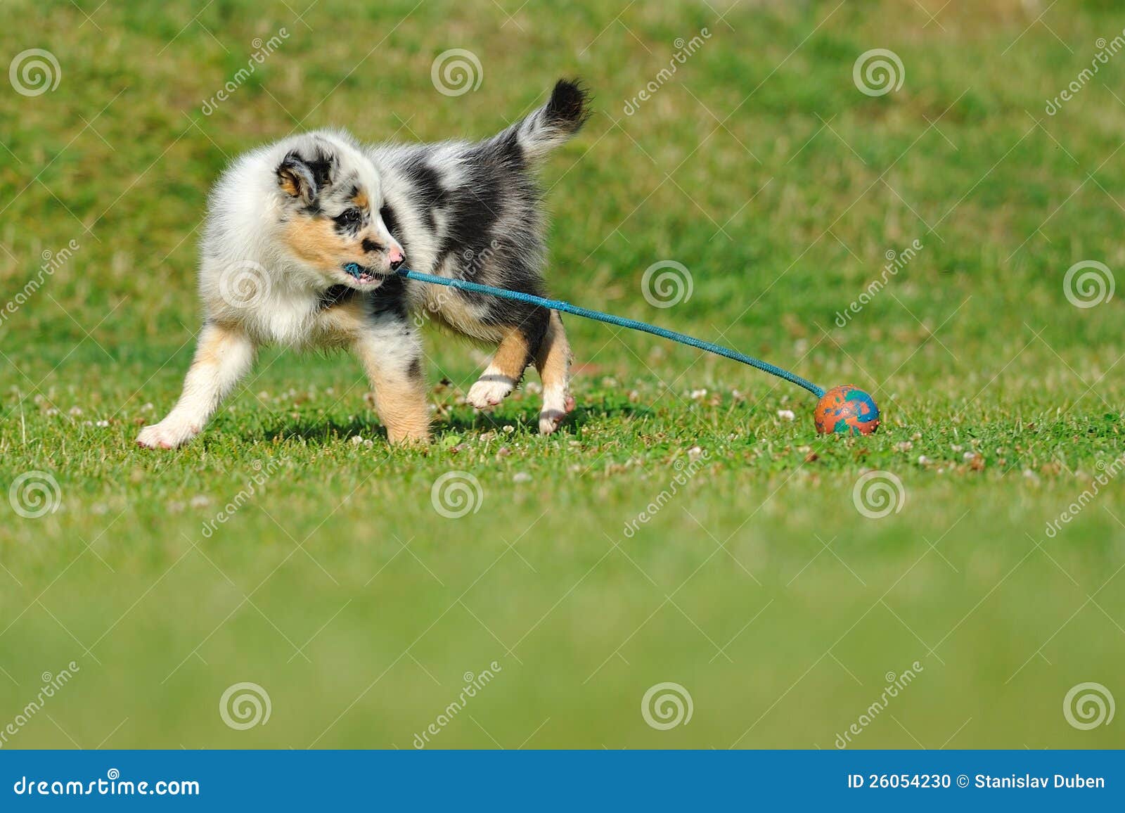 Australian Shepherd Aussie Puppy with Toy Stock Photo - Image of ...