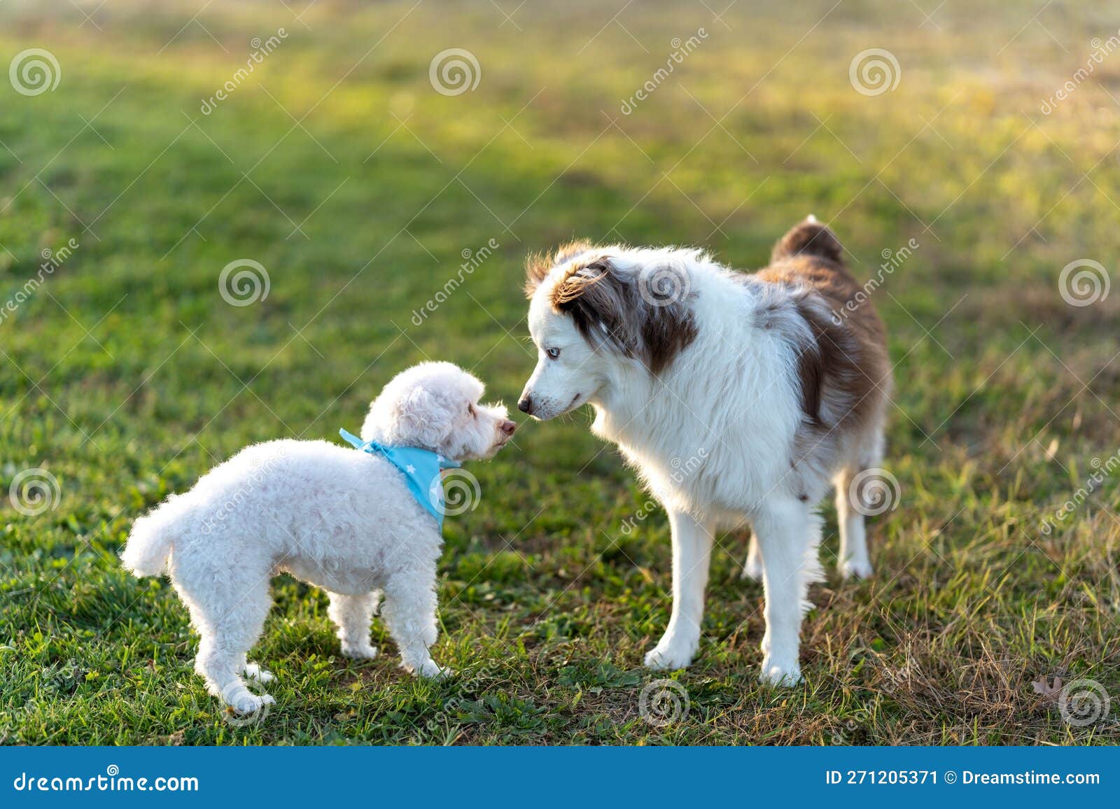 Australian Shepherd and a Bichon Frise in the Green Field Stock Image ...