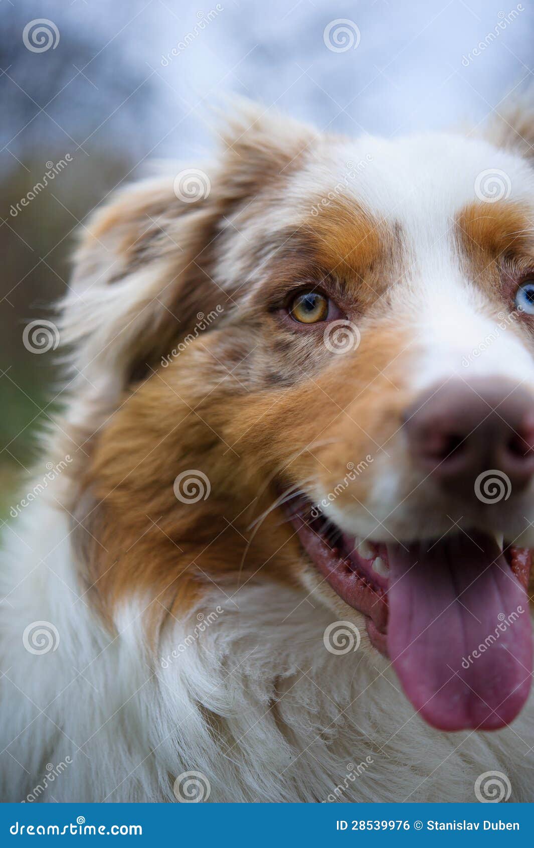 Australian Shepherd Closeup Face Stock Photo - Image of domesticated ...