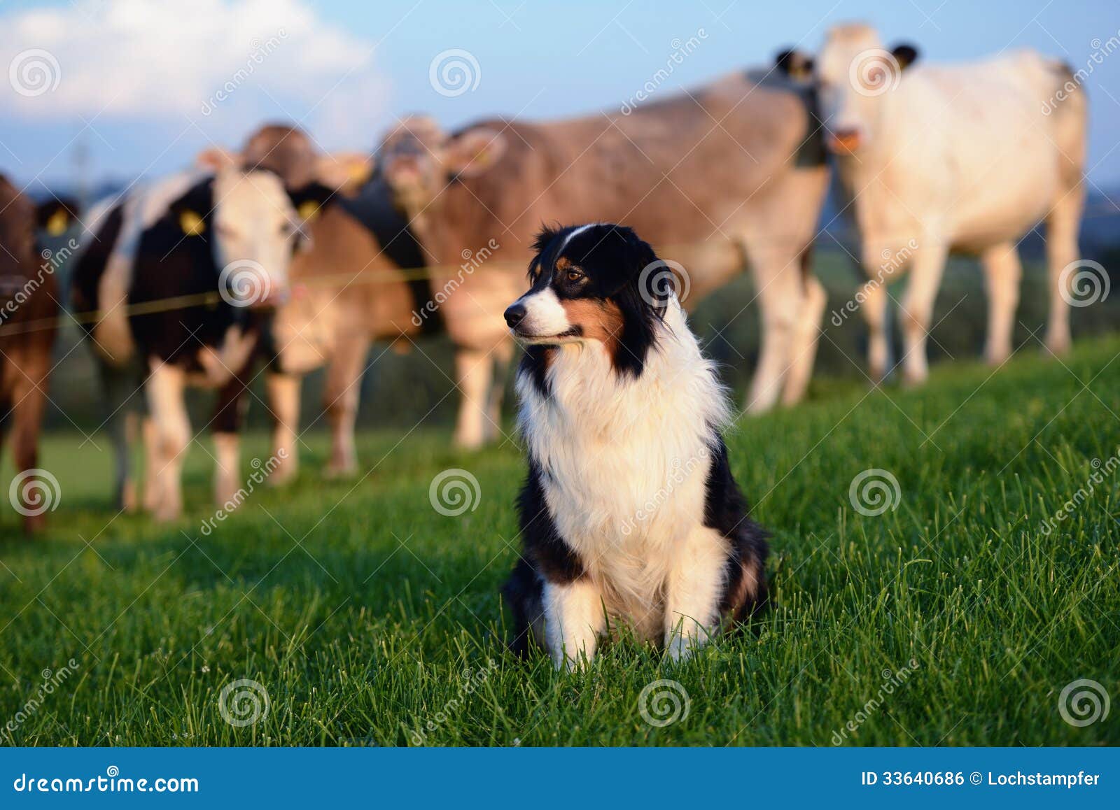Australian Shepherd stock photo. Image of black, face - 33640686