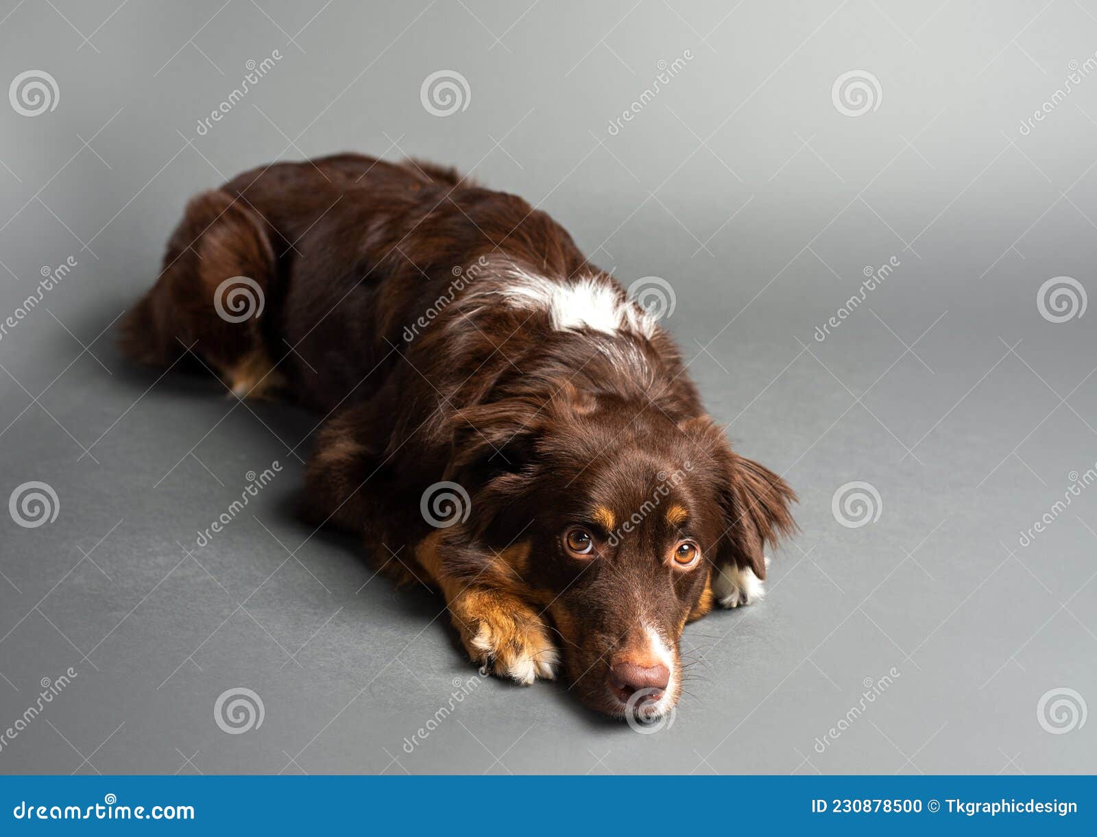 Australian Shepherd Dog. Aussie Dog in a Studio Setting Stock Photo ...
