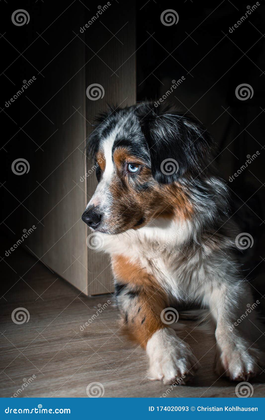 Australian Shepherd Dog Big Face in Camera Total Front Stock Image ...