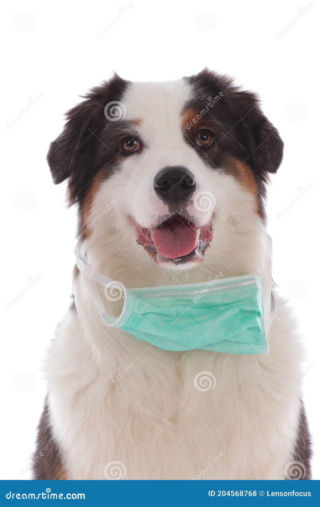 Australian Shepherd Dog with Face Mask Isolated Stock Photo - Image of ...