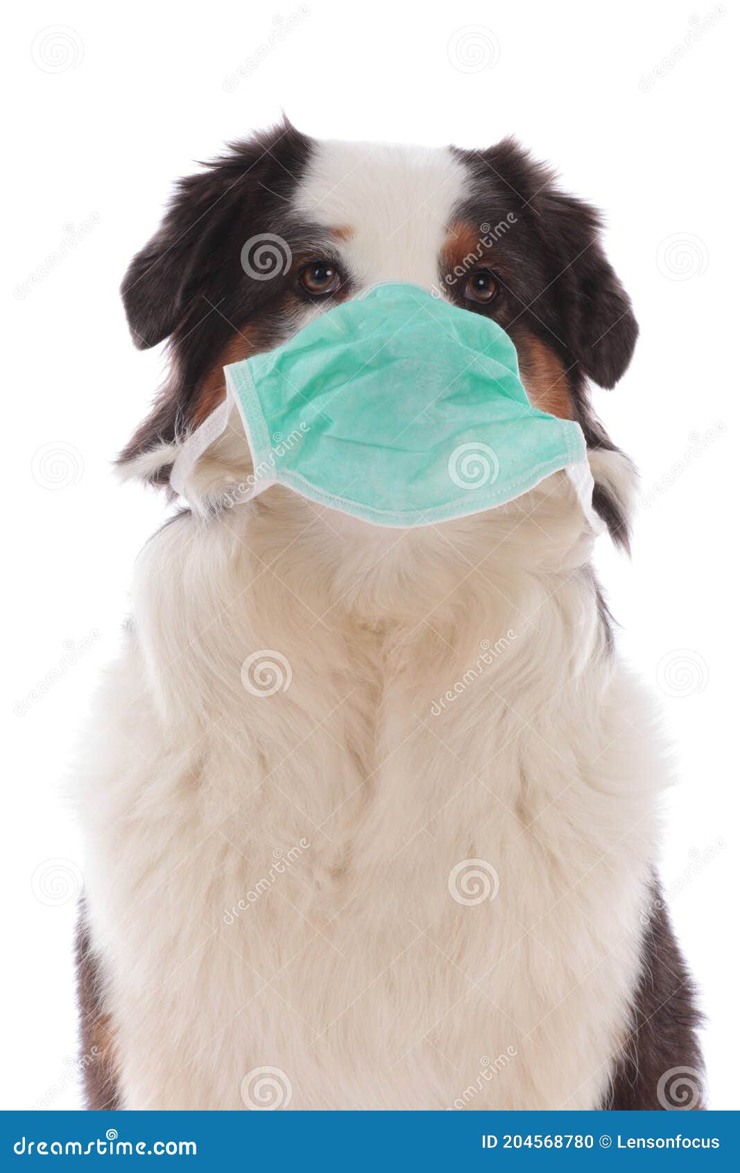 Australian Shepherd Dog with Face Mask Isolated Stock Photo - Image of ...