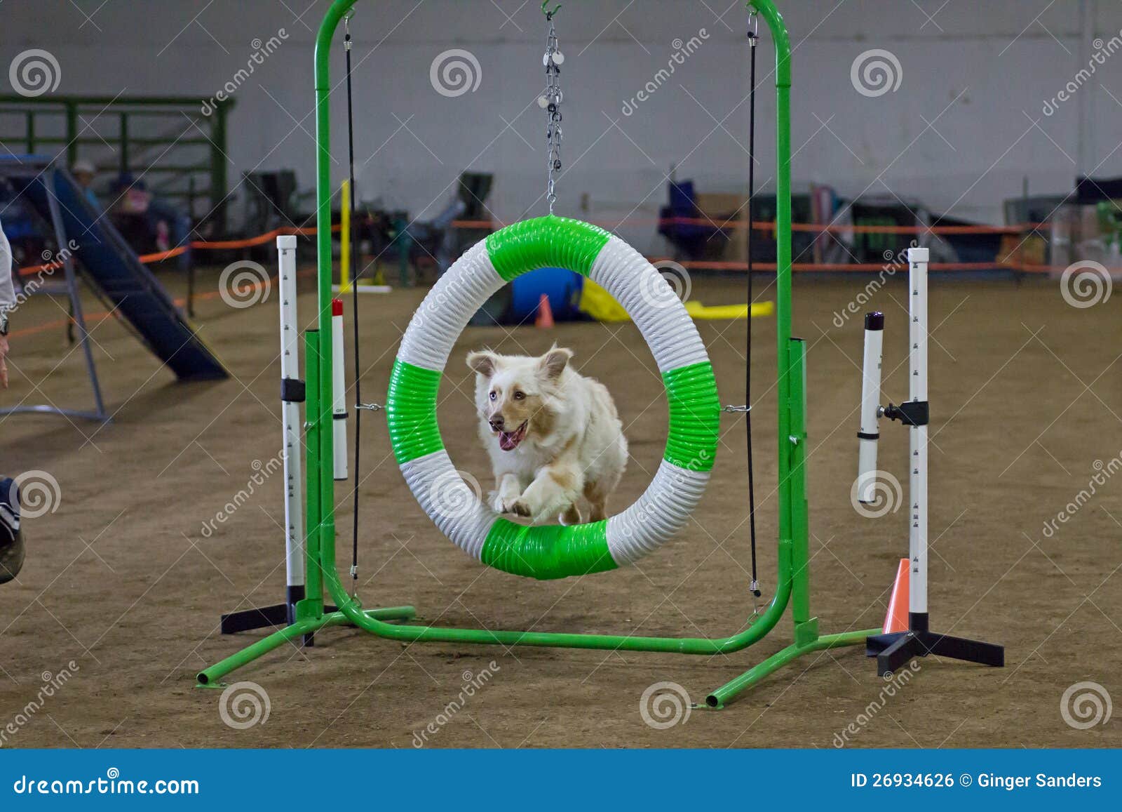 Australian Shepherd Dog Jumping through Hoop Stock Photo - Image of ...