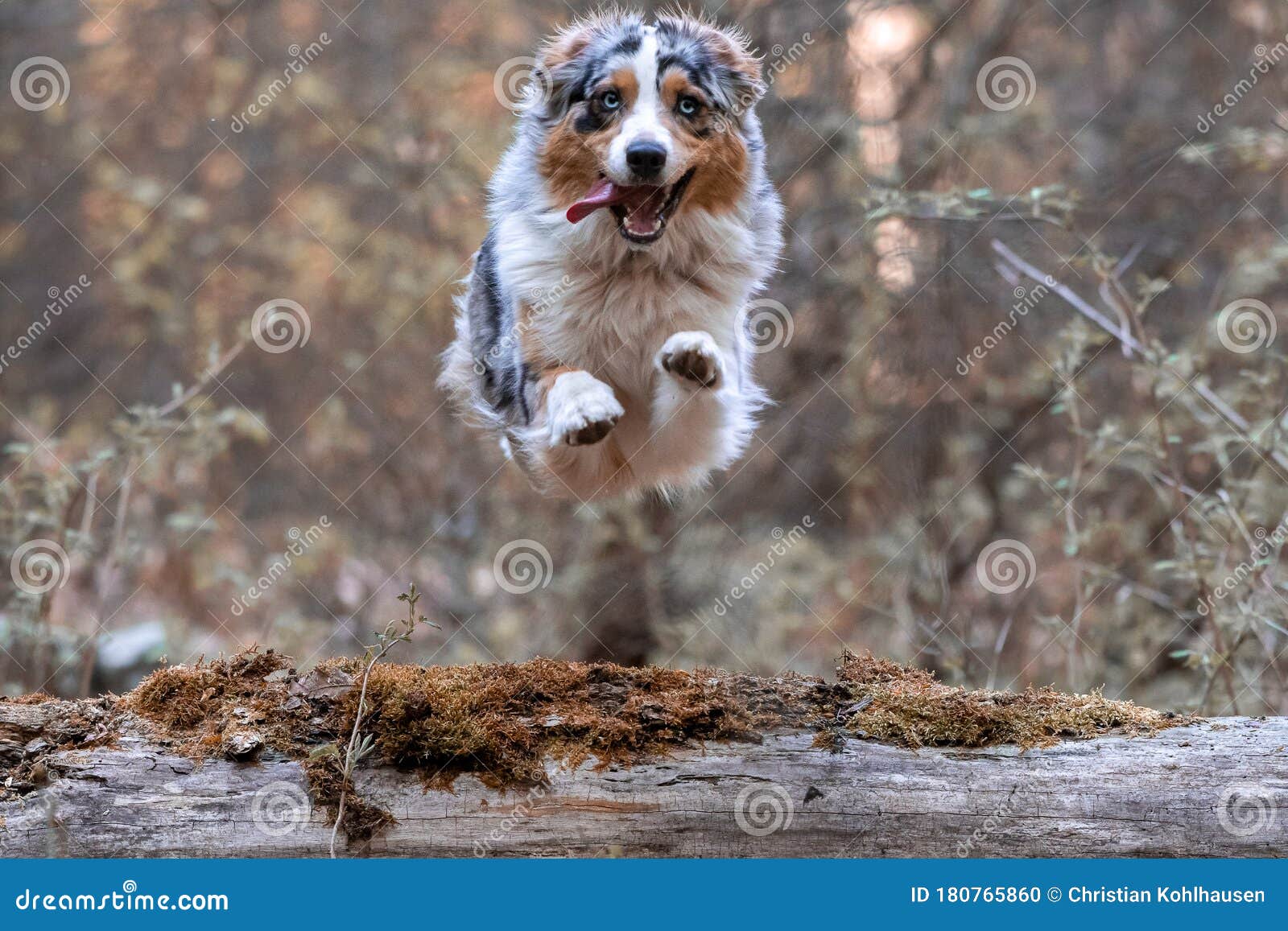 Australian Shepherd Dog Jumping Over Tree Stock Photo - Image of jump ... Australian Shepherd Dog Jumping Over Tree Stock Photo - Image of jump ...