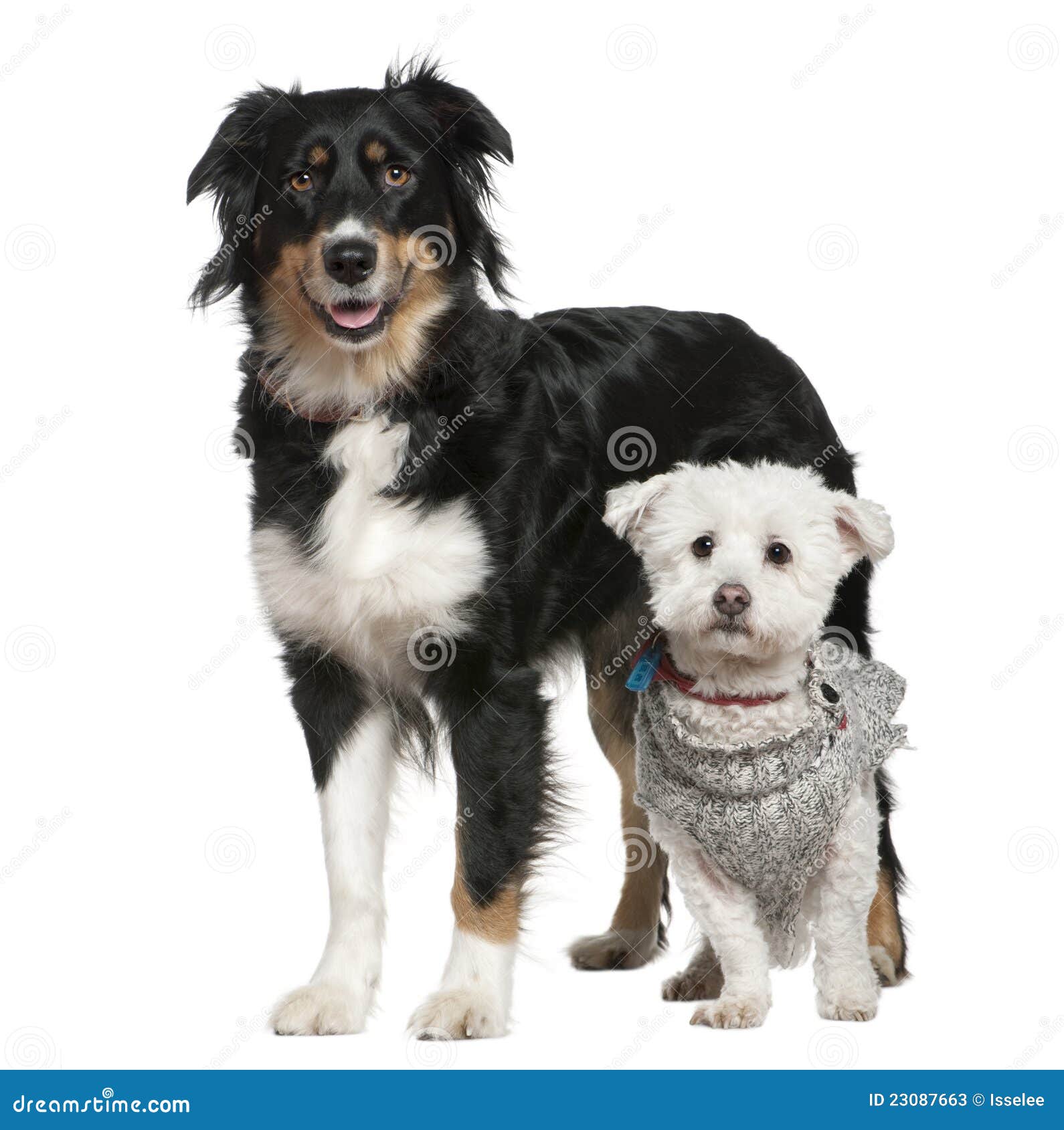 Australian Shepherd Dog and Maltese Dog Stock Image - Image of length ...