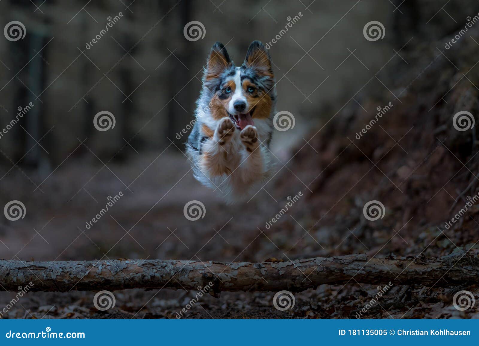 Australian Shepherd Dog Jumping Over Tree in Dark Forest Stock Image ... Australian Shepherd Dog Jumping Over Tree in Dark Forest Stock Image ...