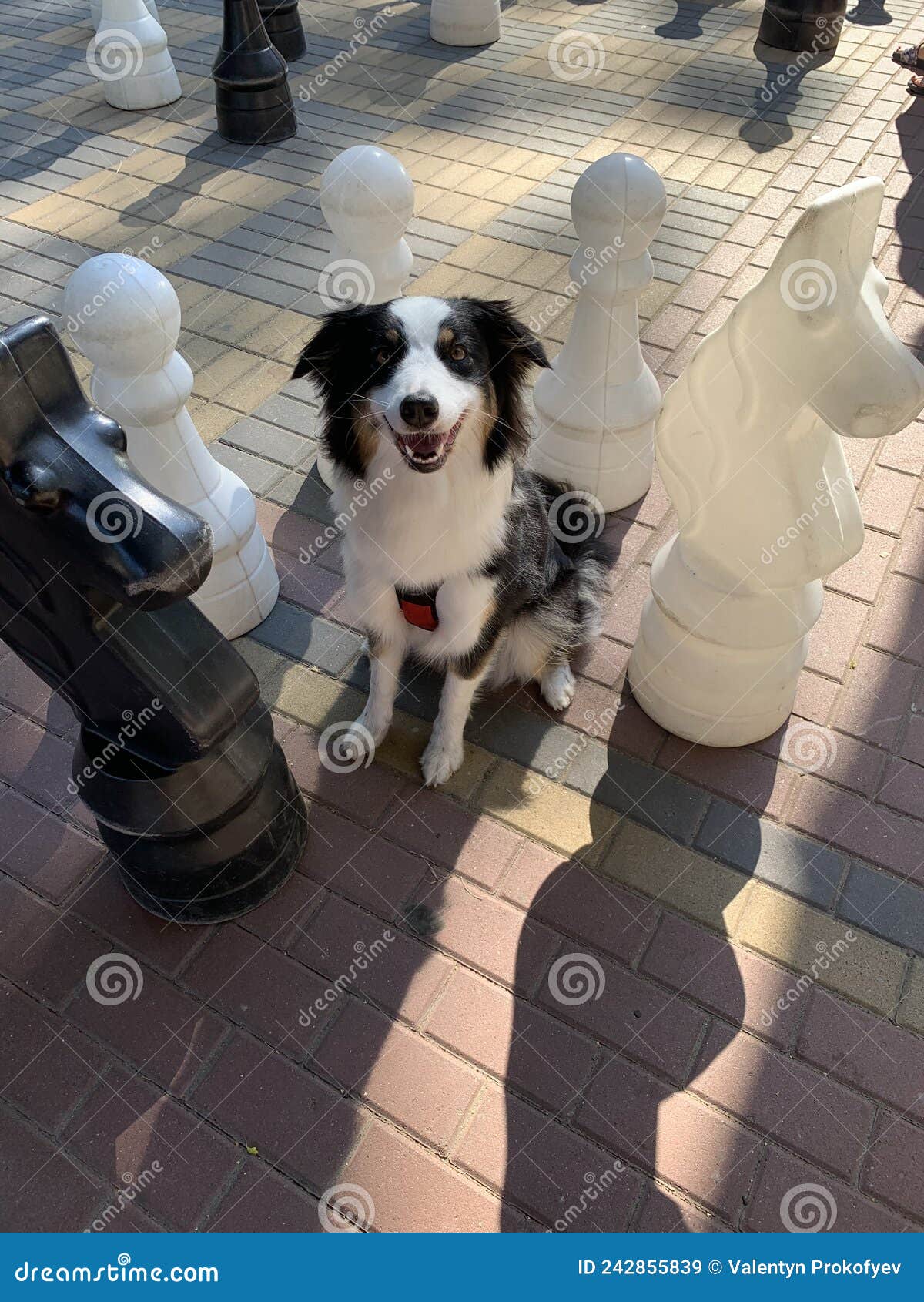 Australian Shepherd and Chess Stock Image - Image of australian, pets ...
